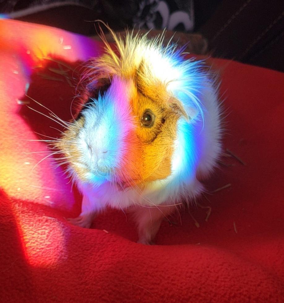 Rainbow pig :) | Scrolller