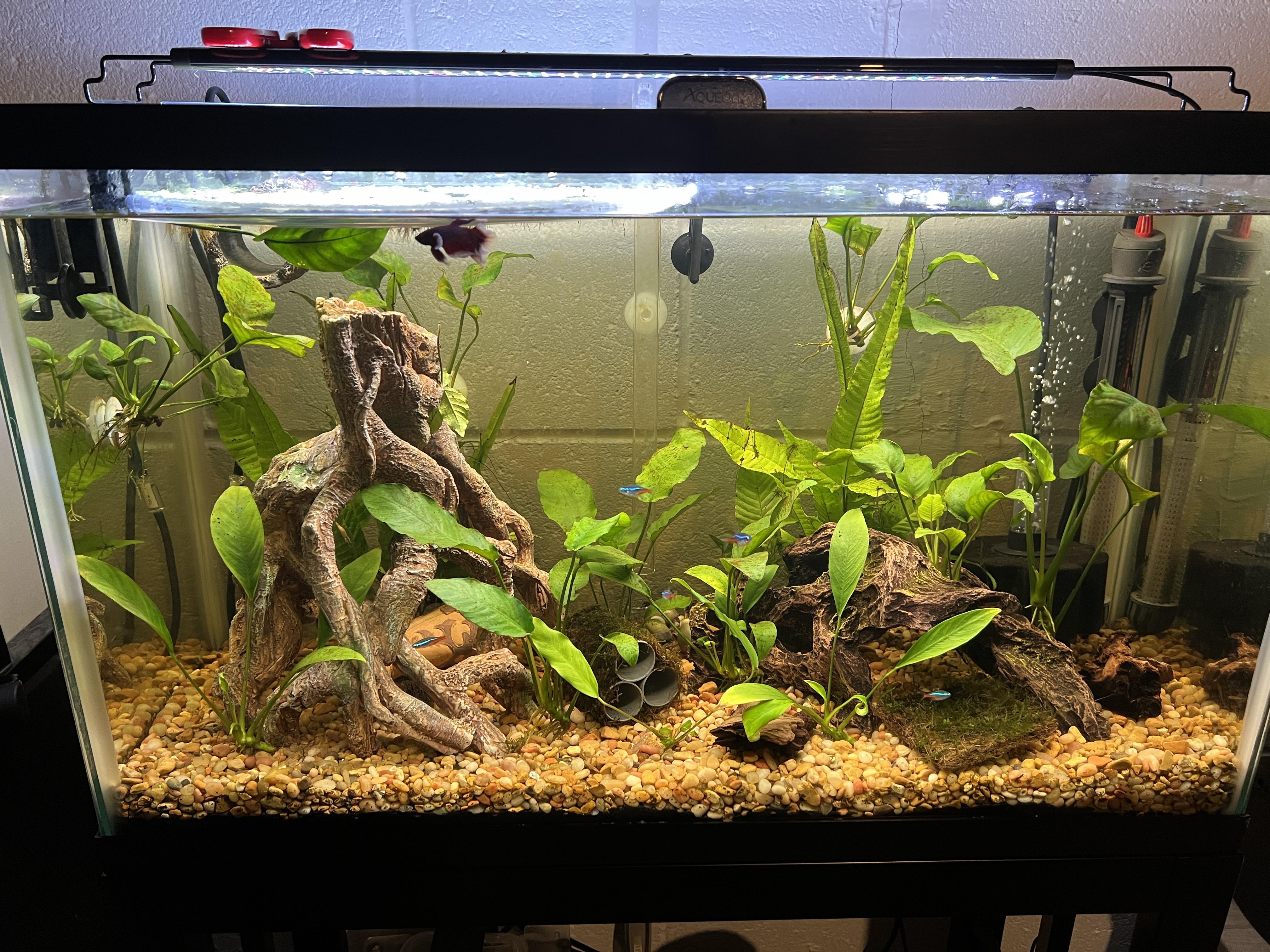 Discover more like Bettafish: Glamour shots and Related Content | Scrolller