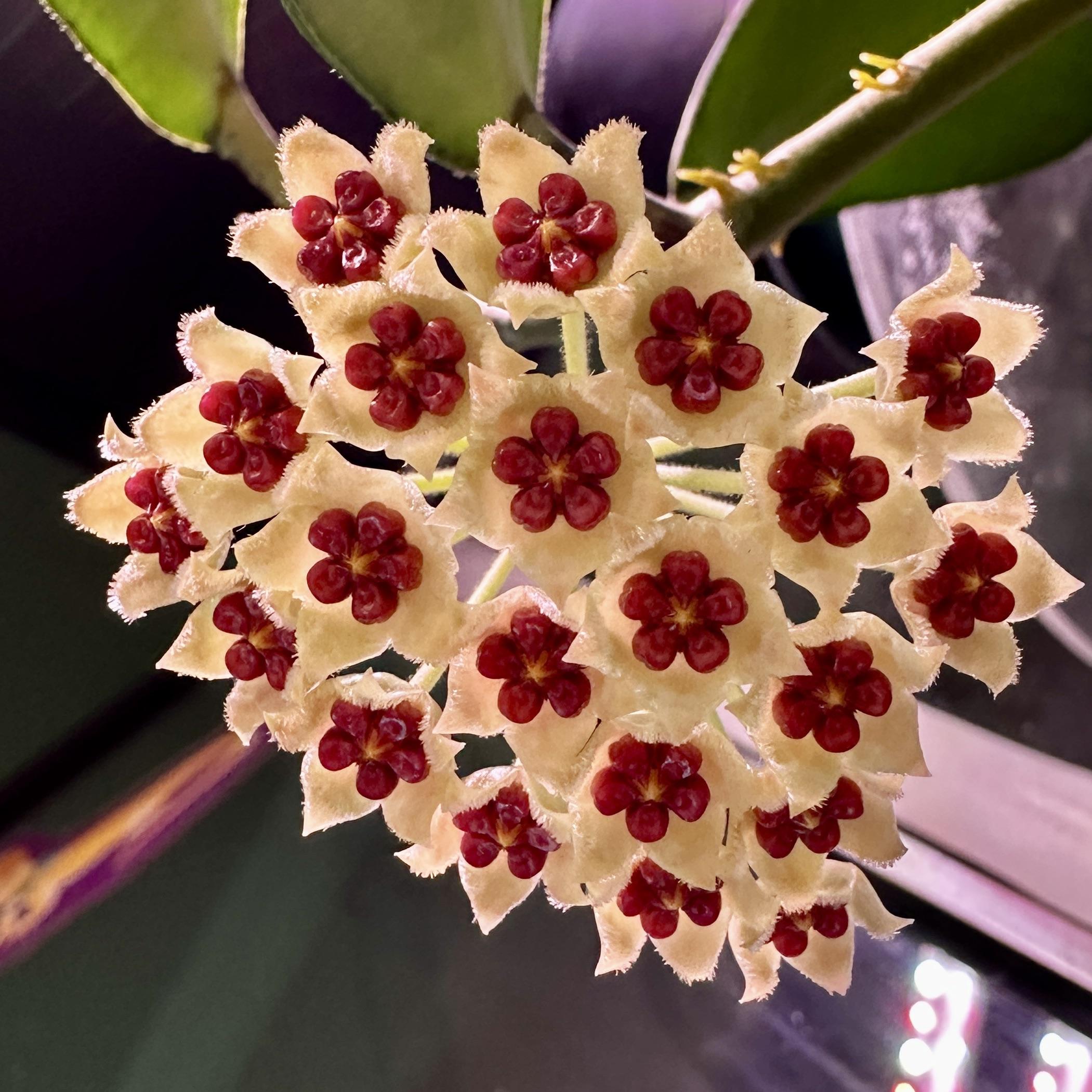 Some of my current blooms | Scrolller