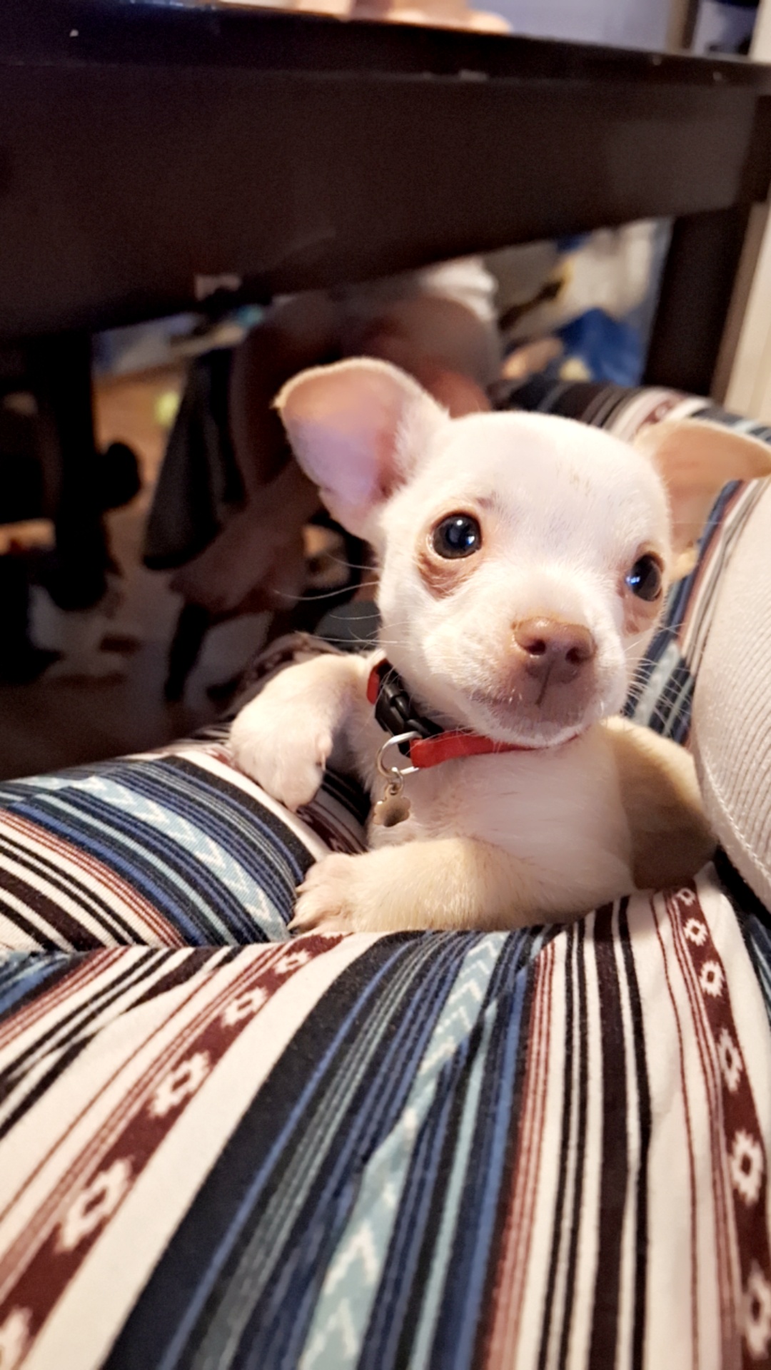 Meet Pip! | Scrolller