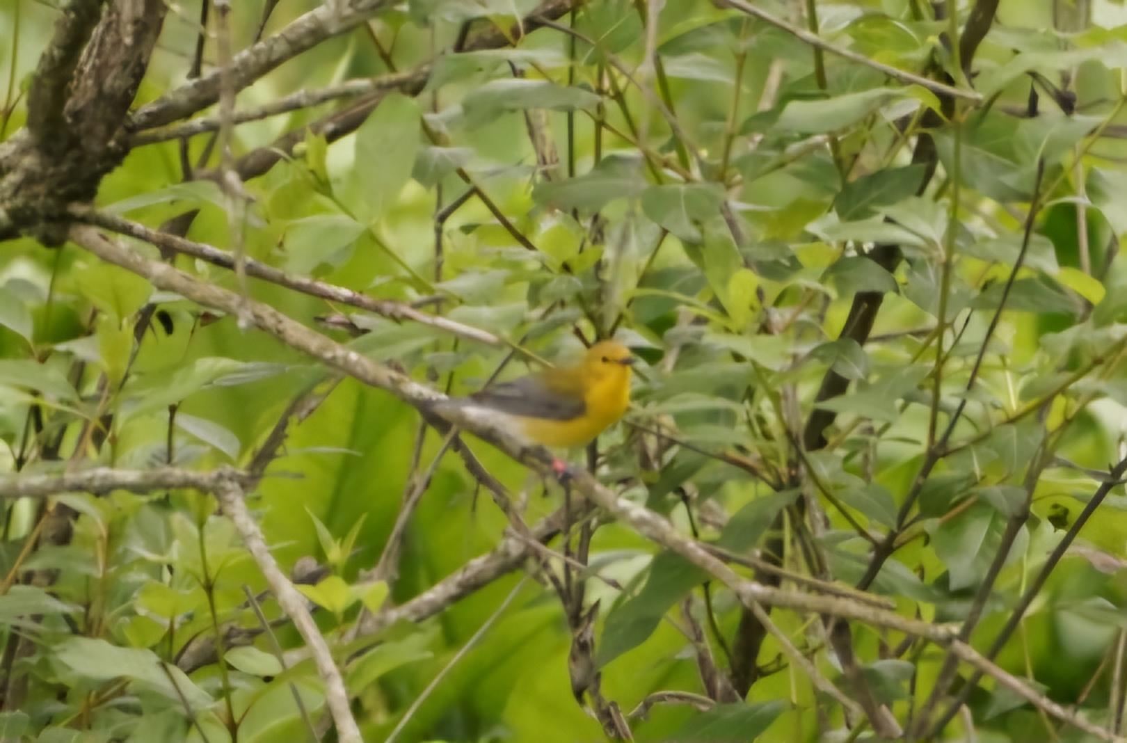 Banded bird | Scrolller