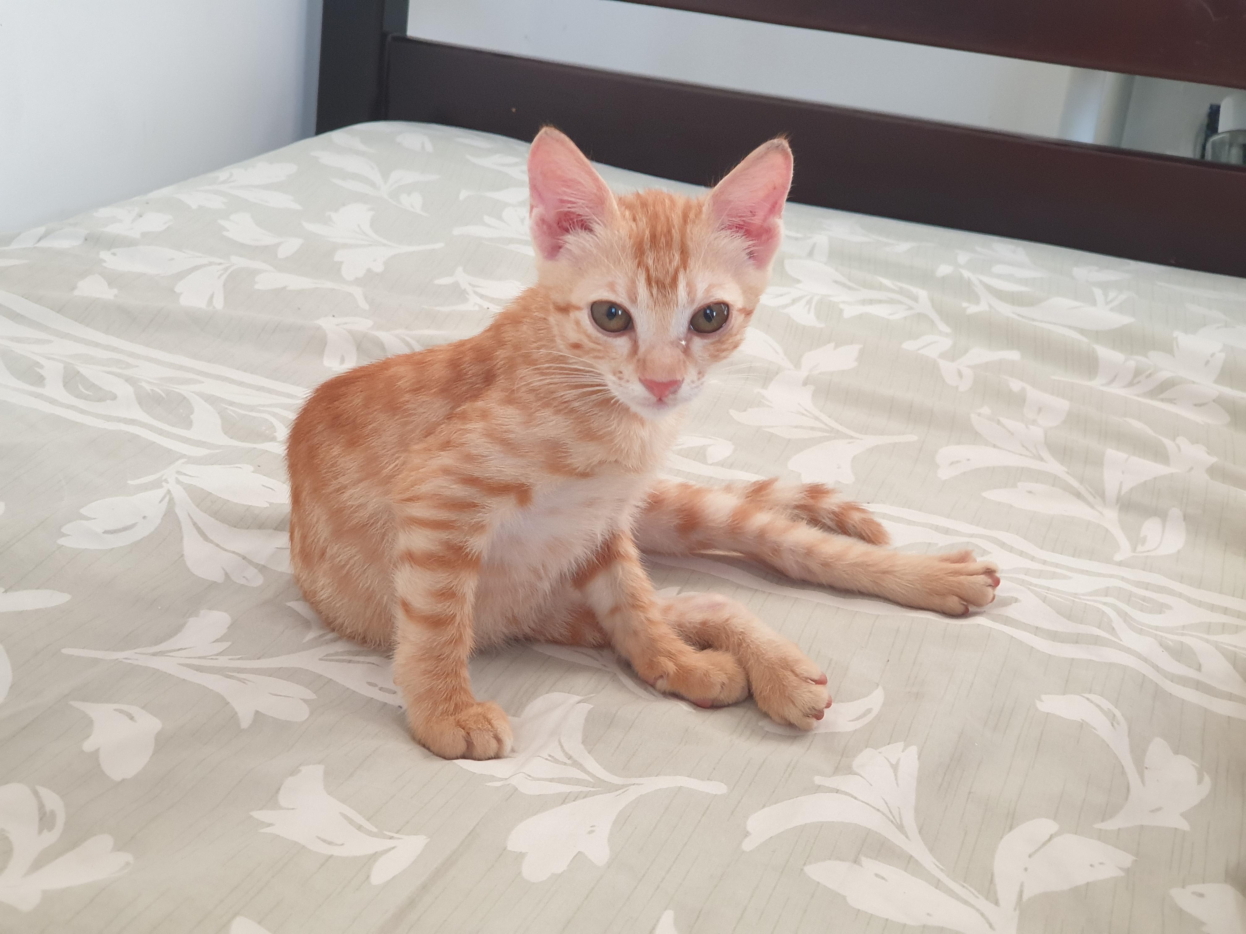 Here's Lexi the supermodel | Scrolller