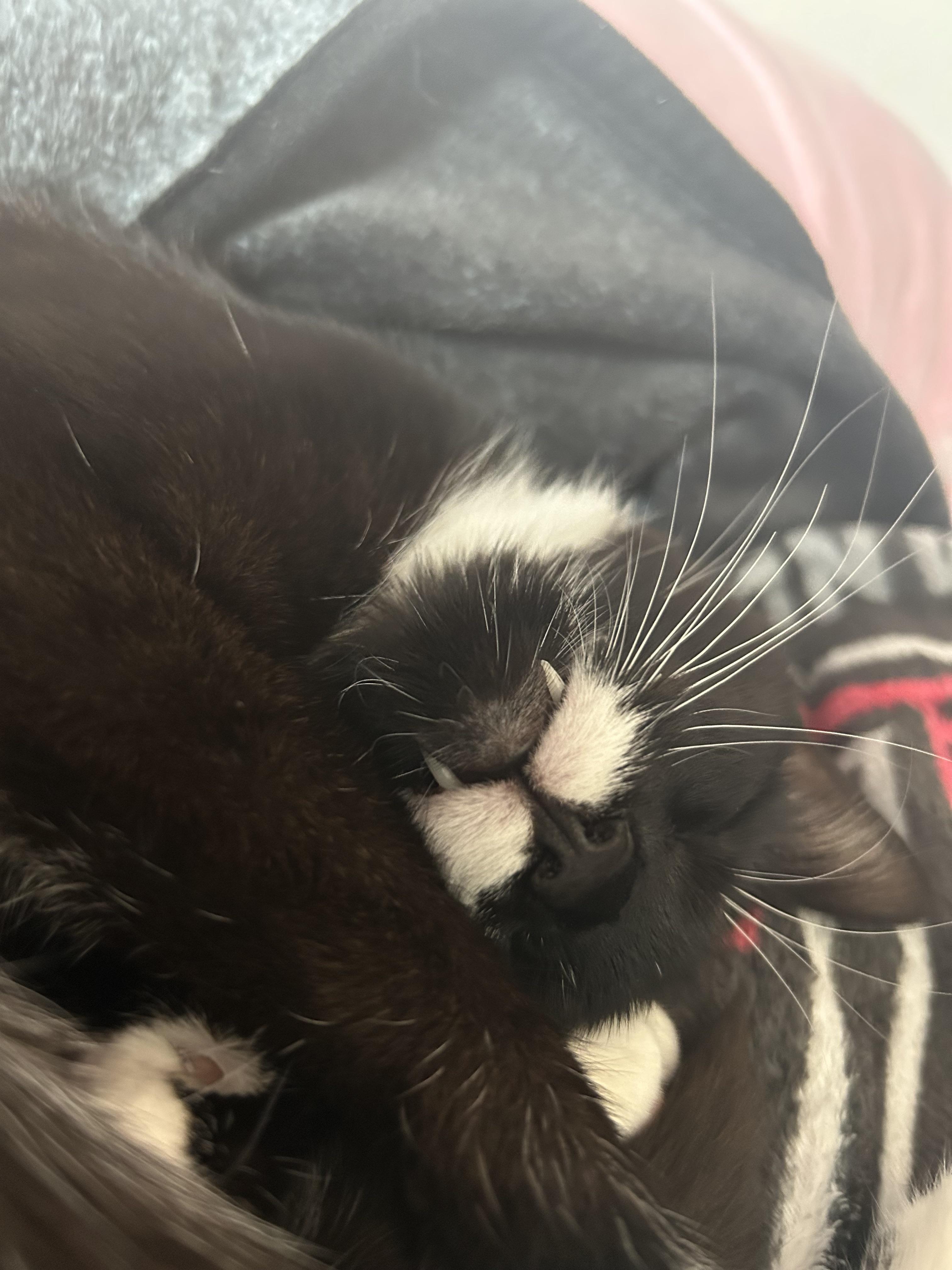 My 1 yr old cat & her vampire teeth | Scrolller