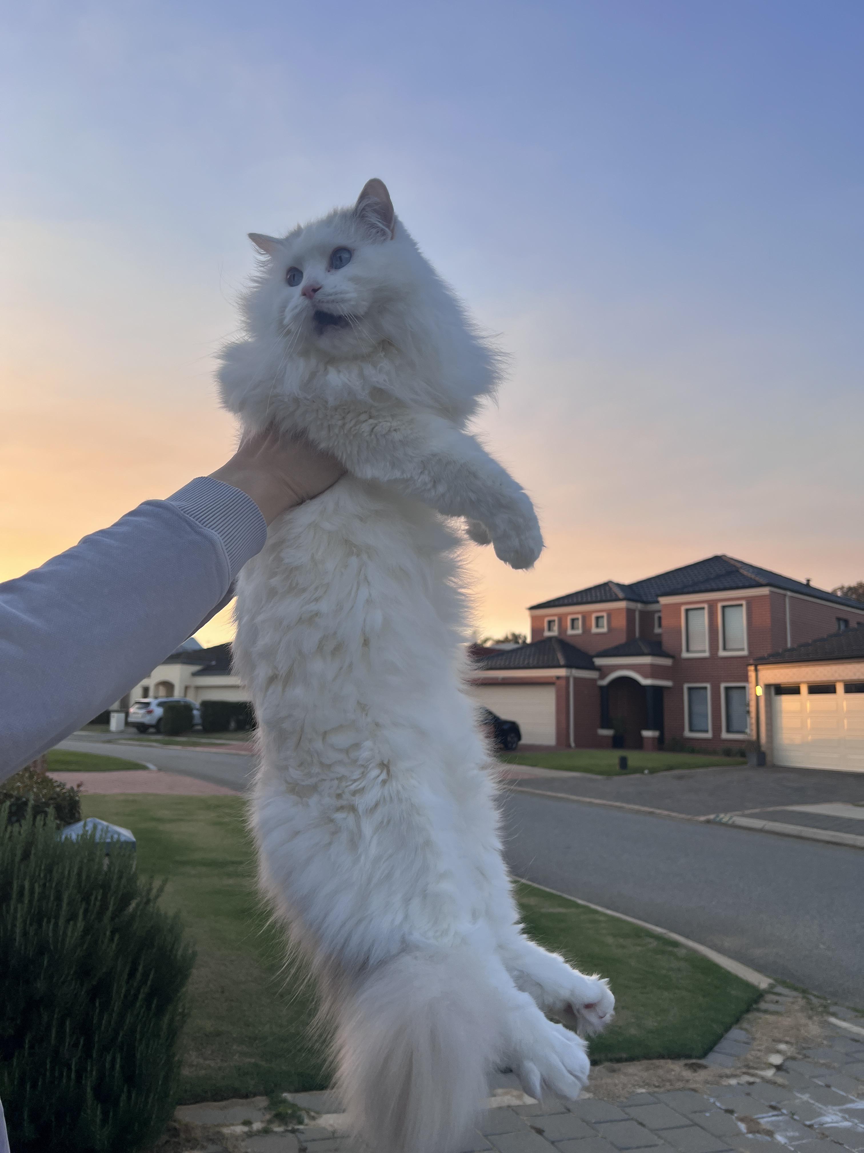 Holding him like Simba ahhh | Scrolller