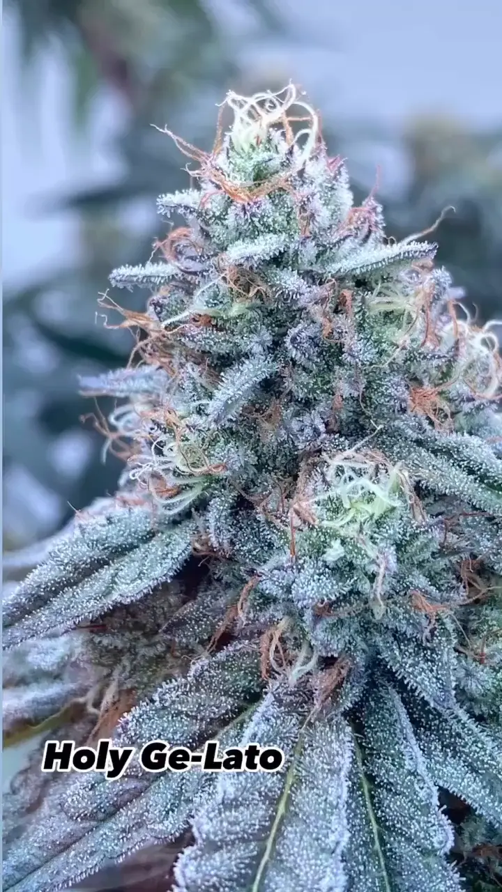 Holy Gelato | Scrolller