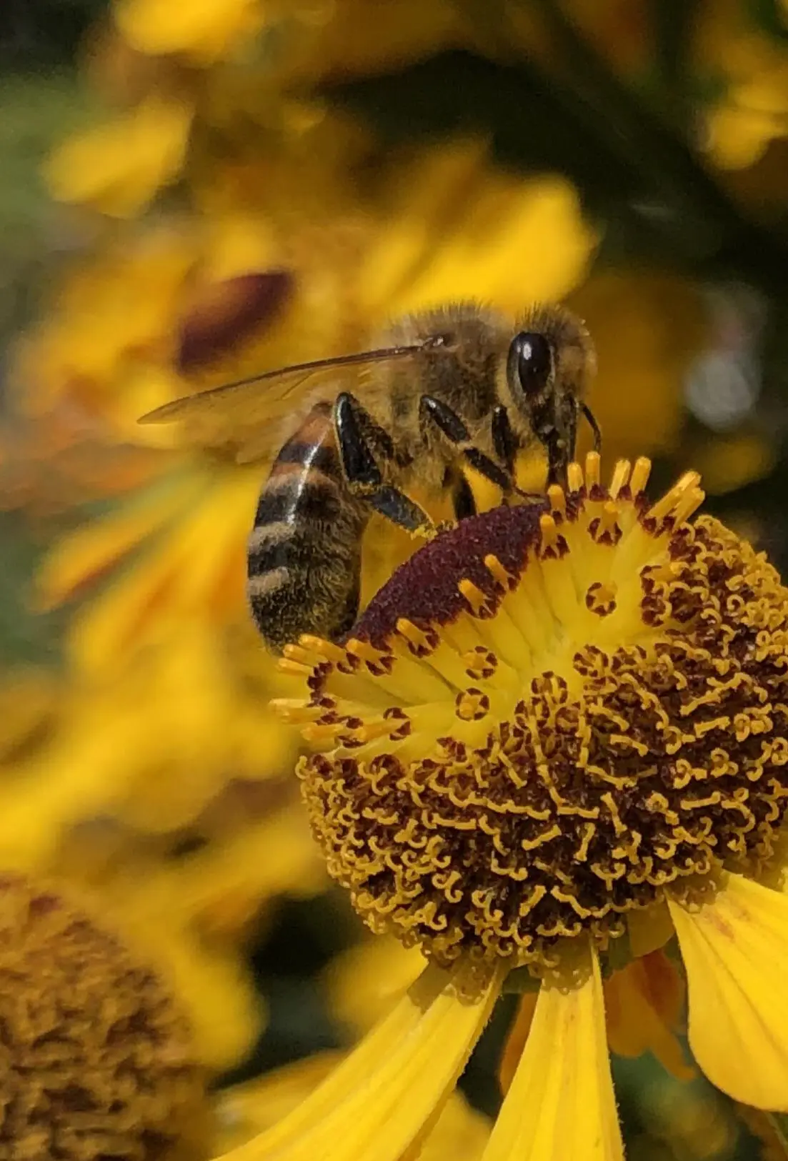 Honey bee | Scrolller