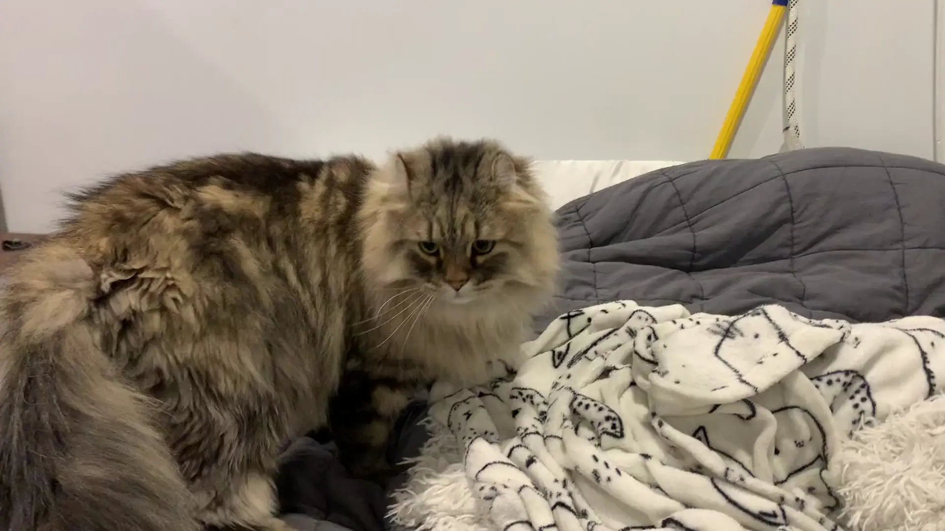 Honey screams for attention | Scrolller