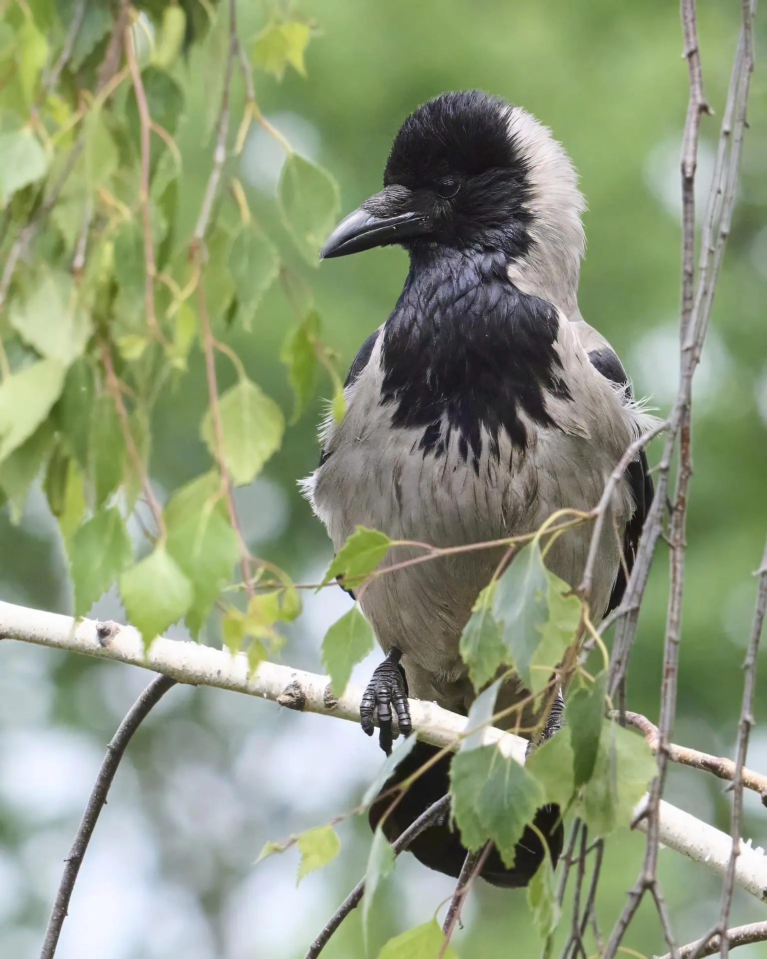 Hooded Crow Among Birch Branches | Scrolller
