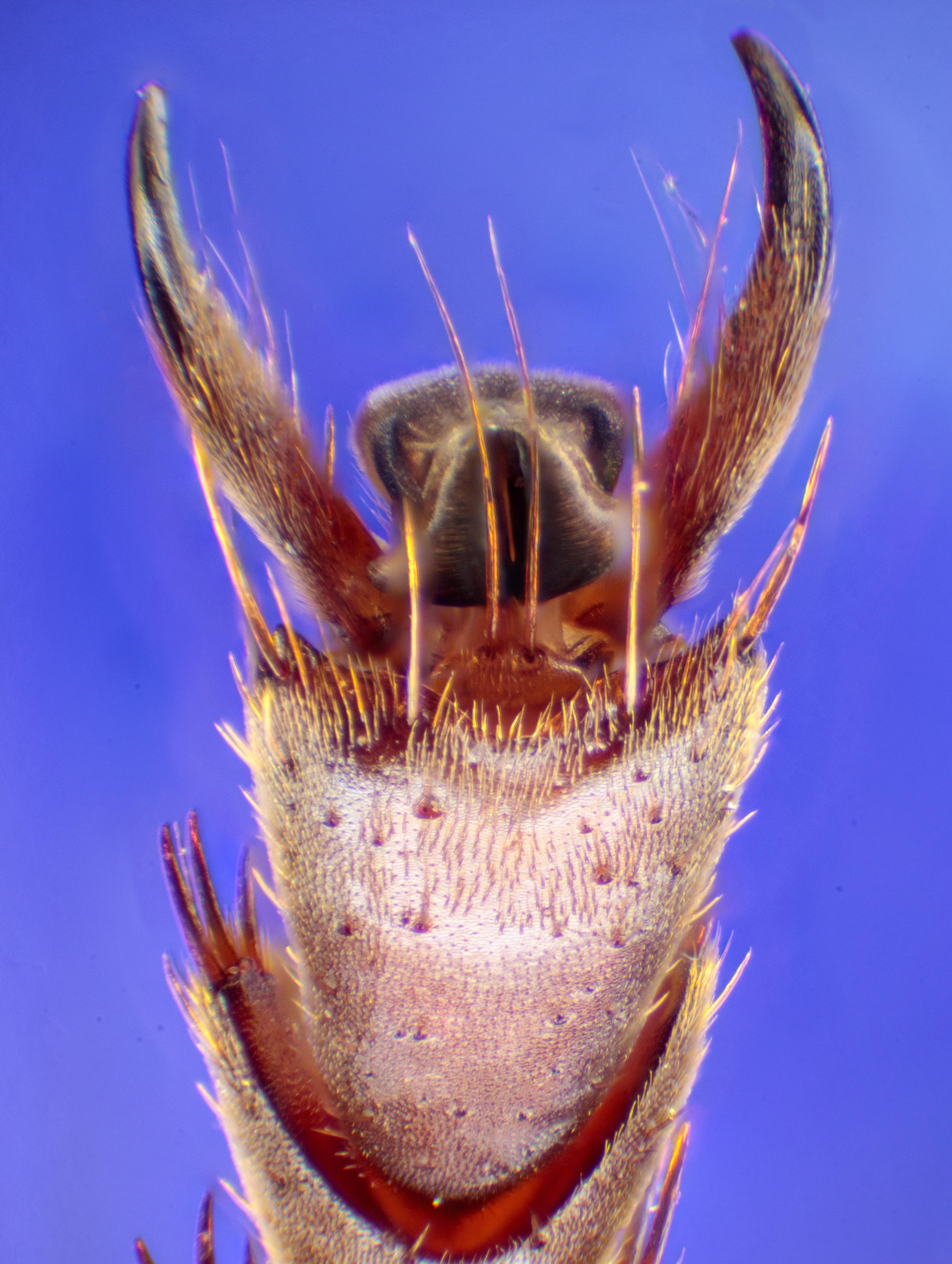 Hornet leg | Scrolller