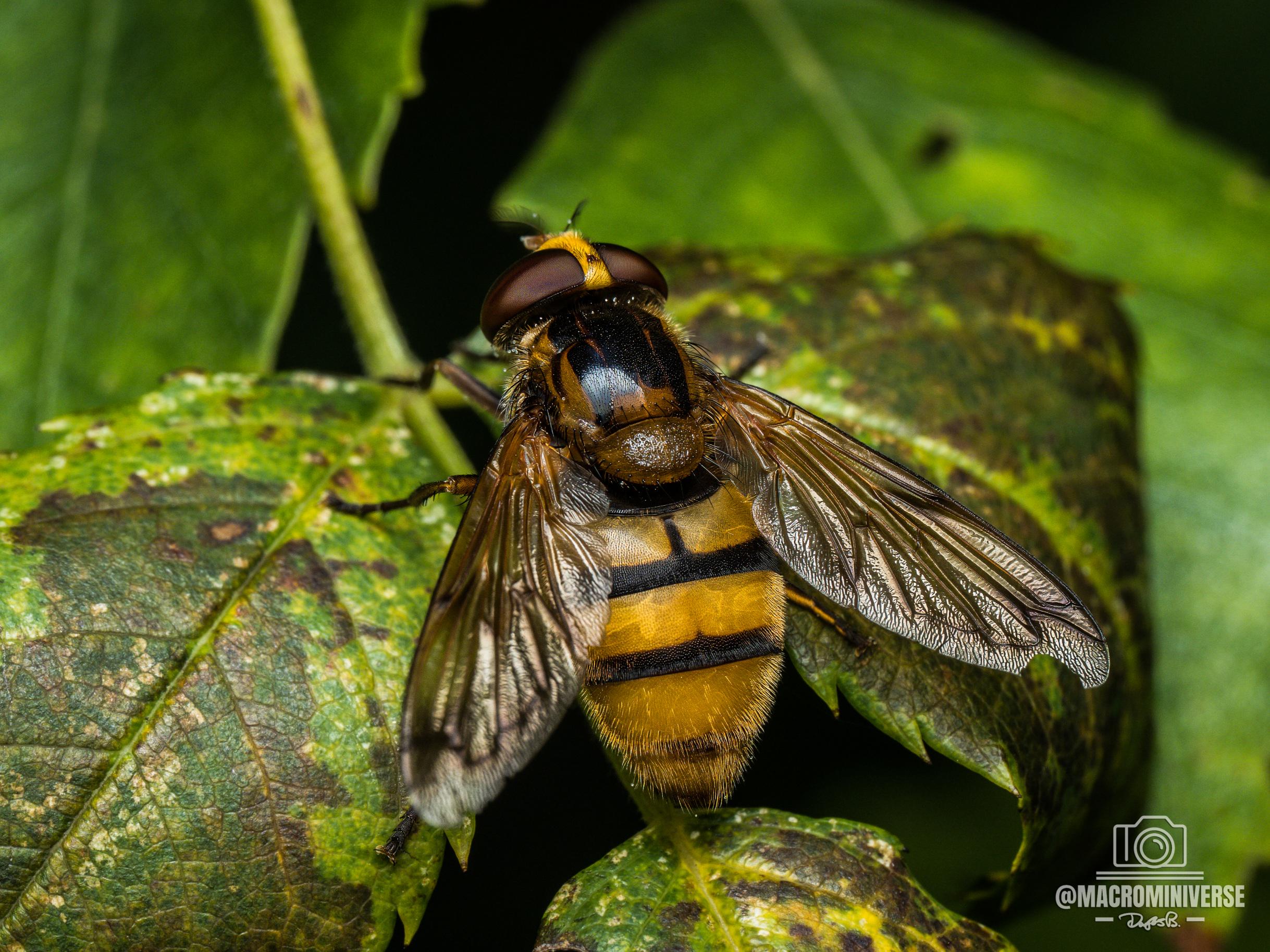 Hornet Mimic Hoverfly [OC] | Scrolller