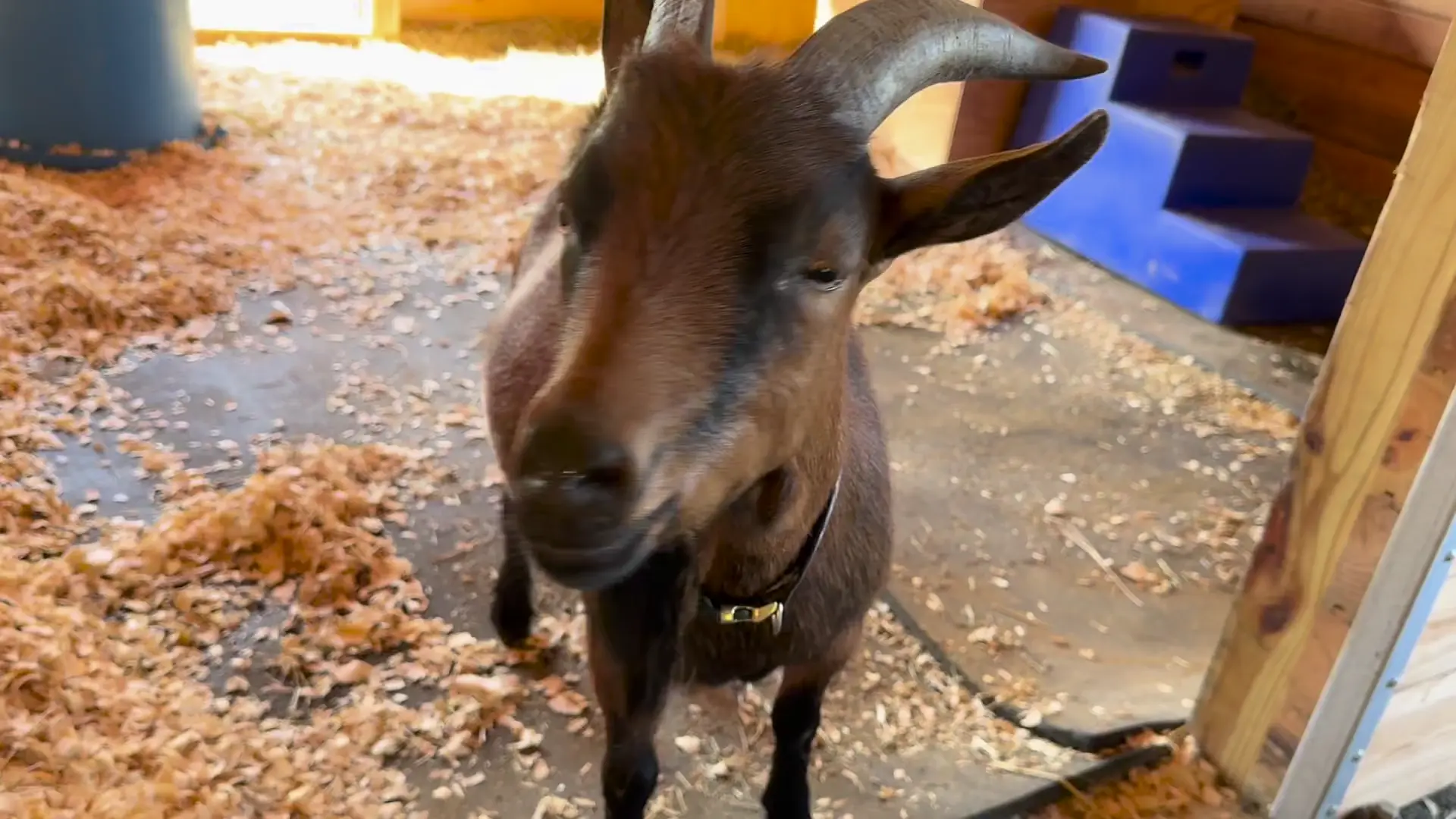 Discover more like Goats: Hot goat and Related Content | Scrolller