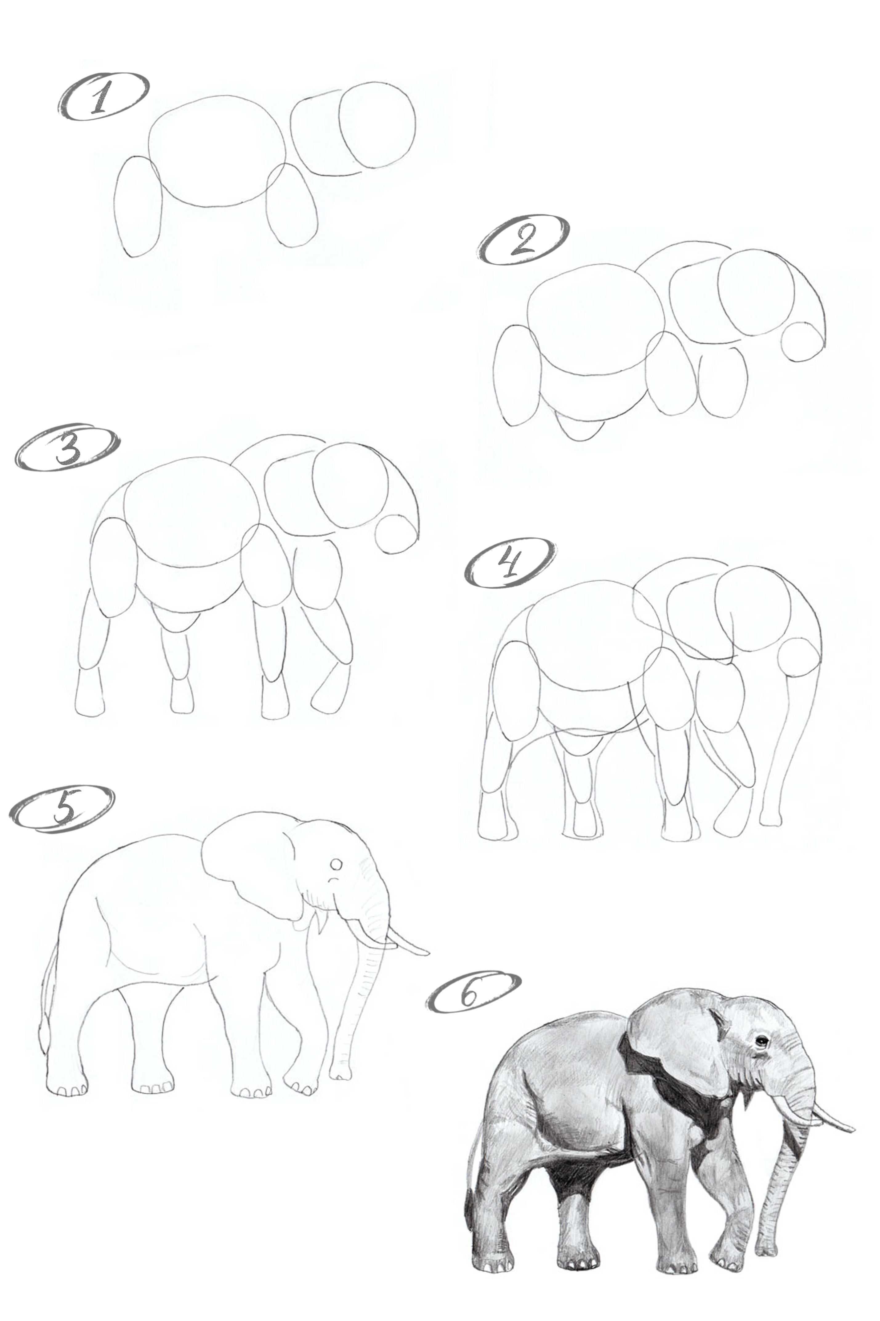 How to draw an elephant step-by-step tutorial | Scrolller