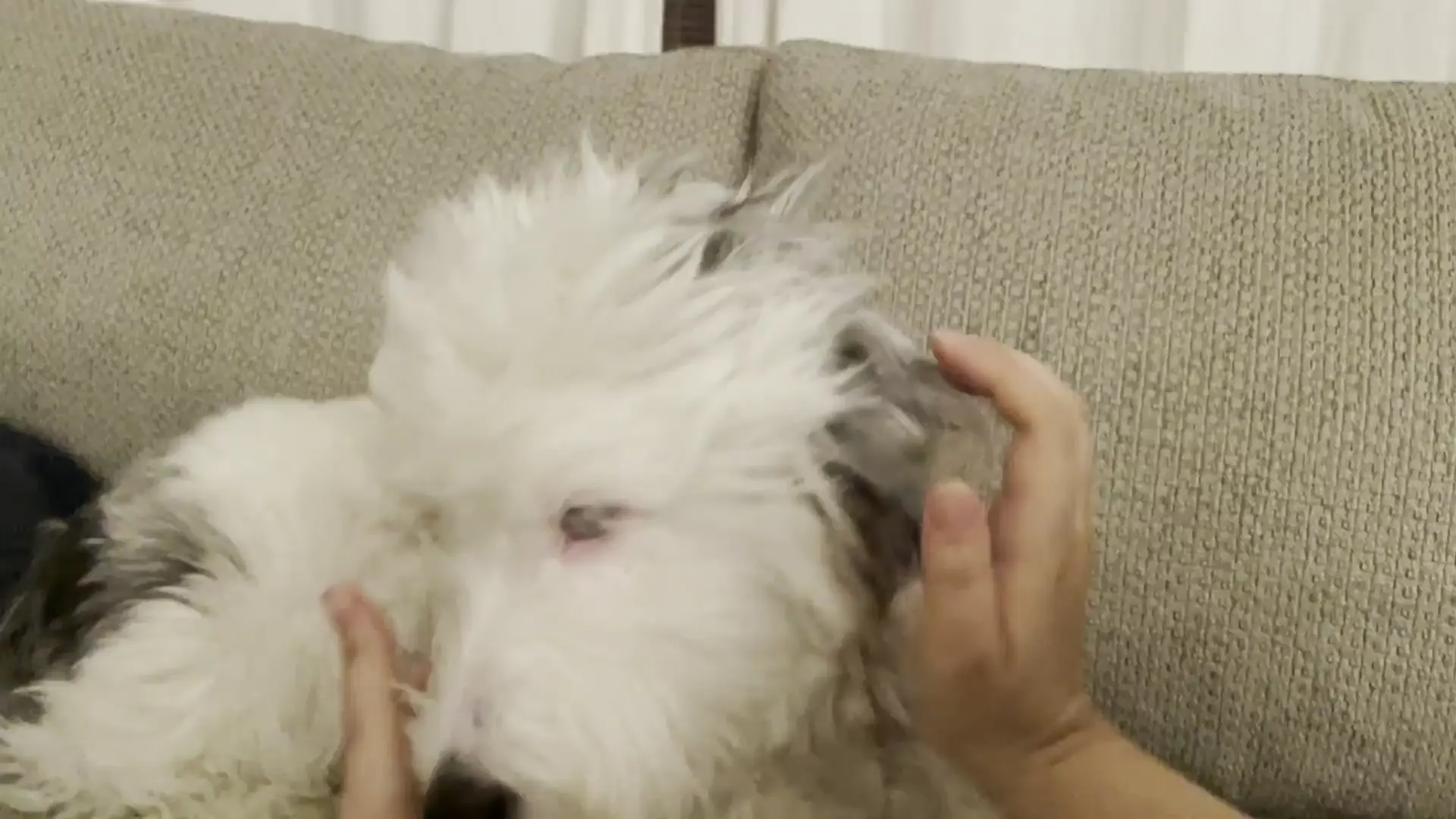 How to shmoosh a dog. | Scrolller