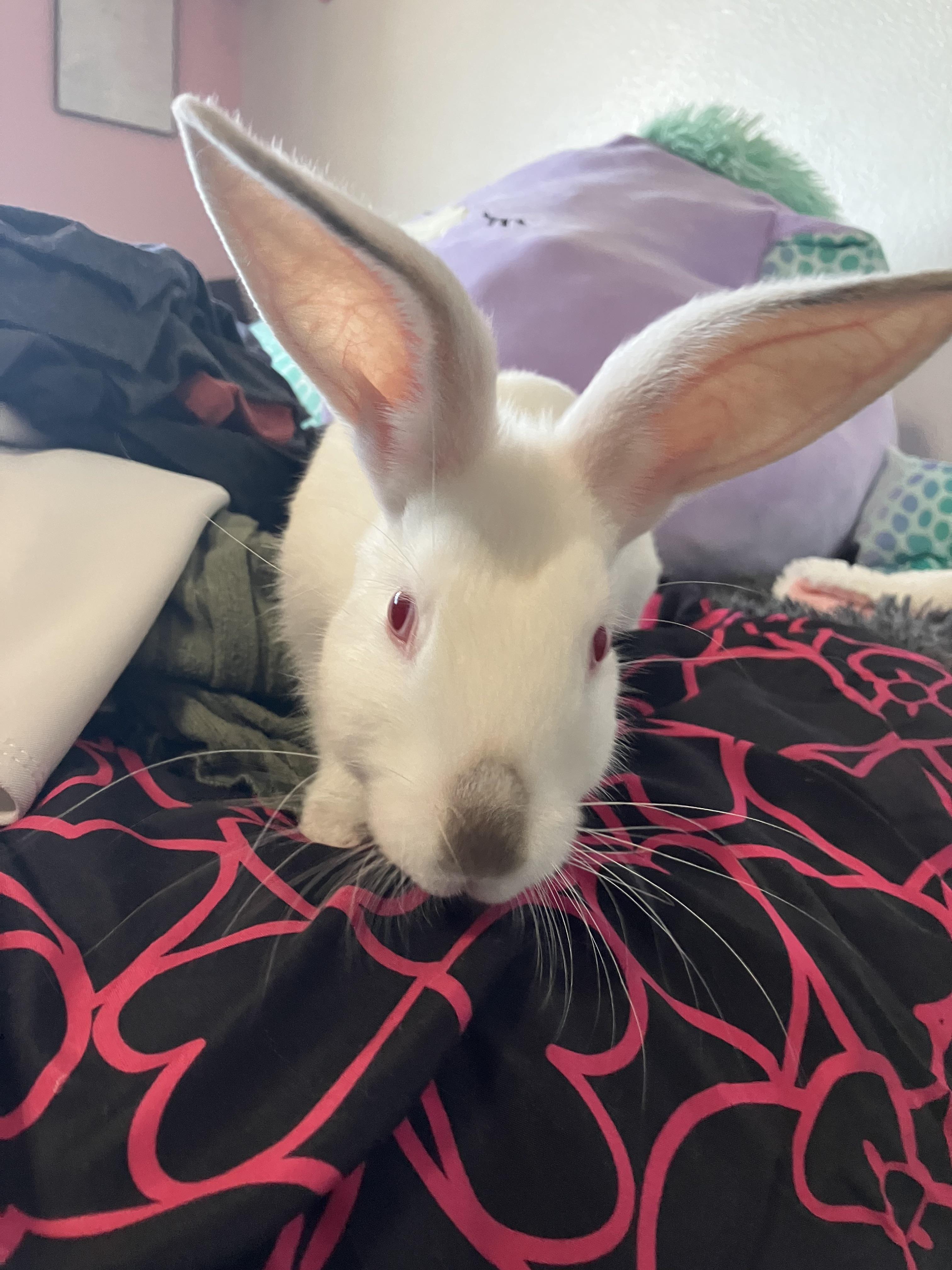 Discover more like Rabbits: Big ears!! and Related Content | Scrolller