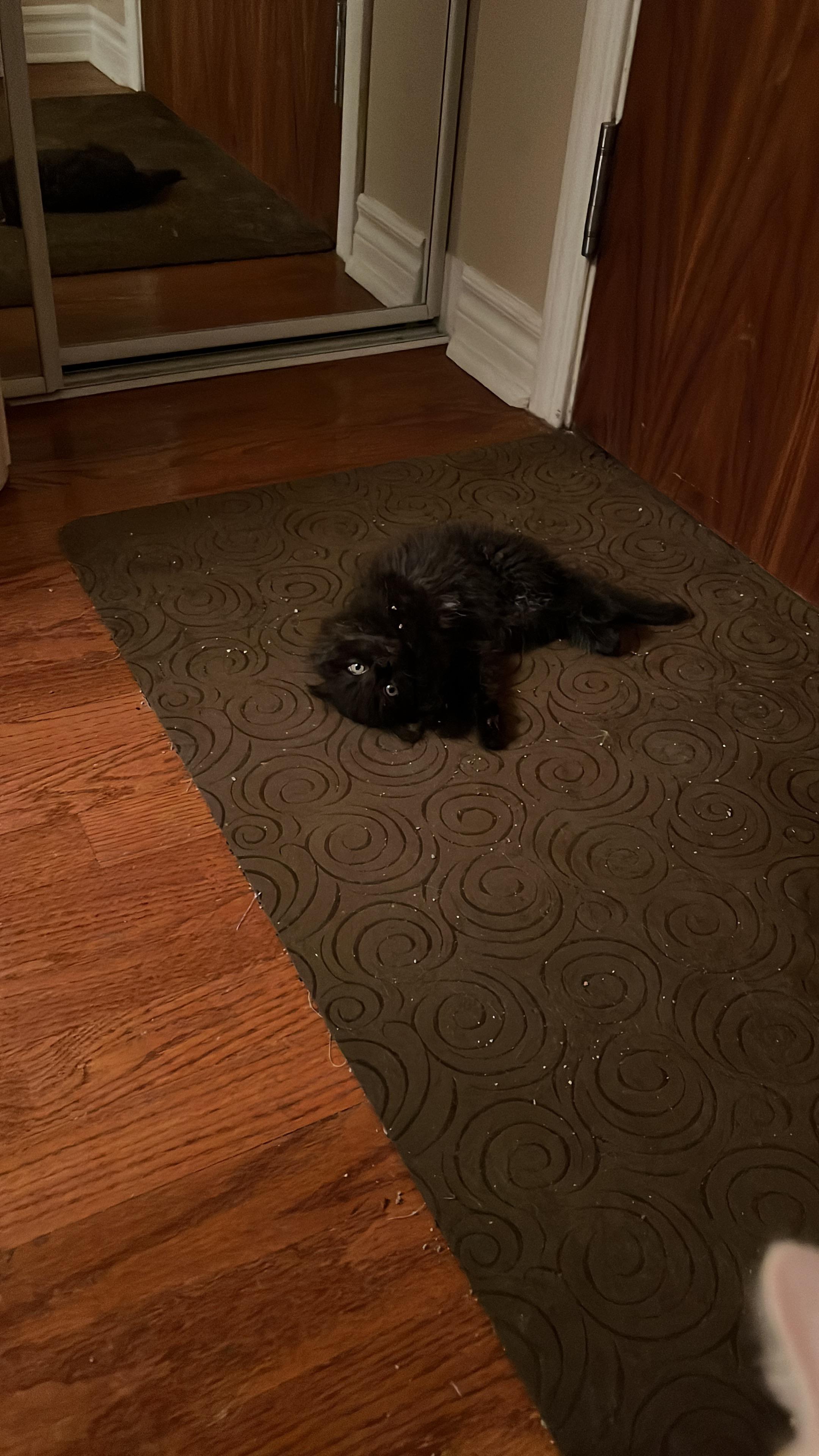 Here is my foster void Bear | Scrolller