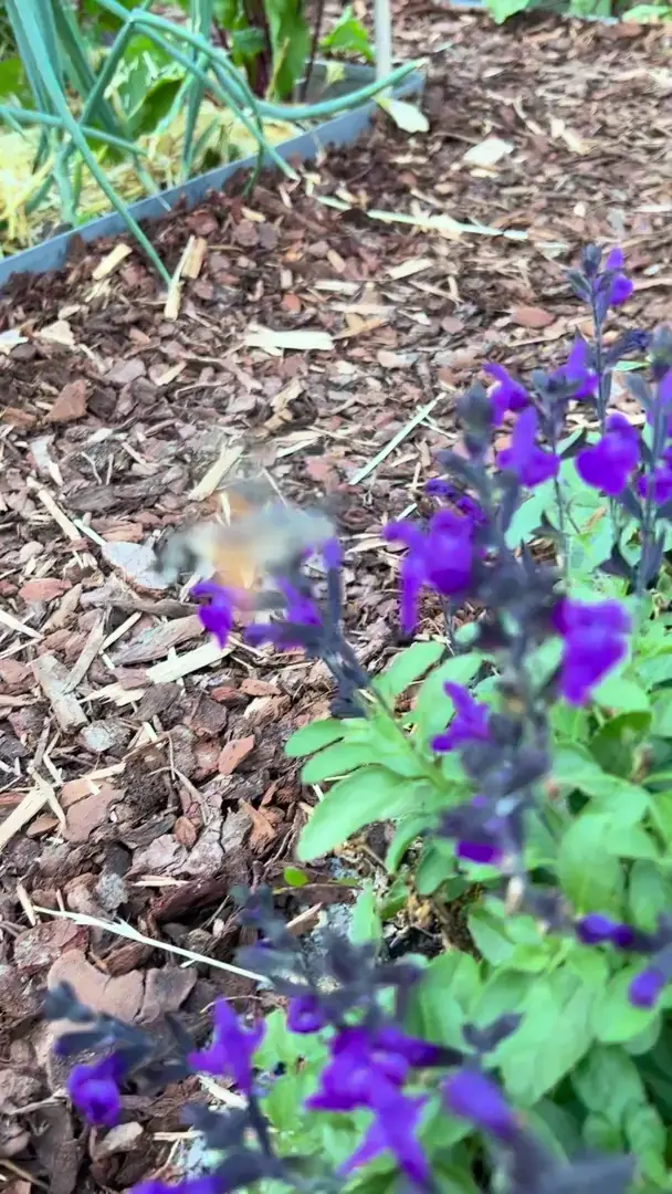 Discover more like InsectPorn: Hummingbird Hawk-moth in our garden and Related Content | Scrolller
