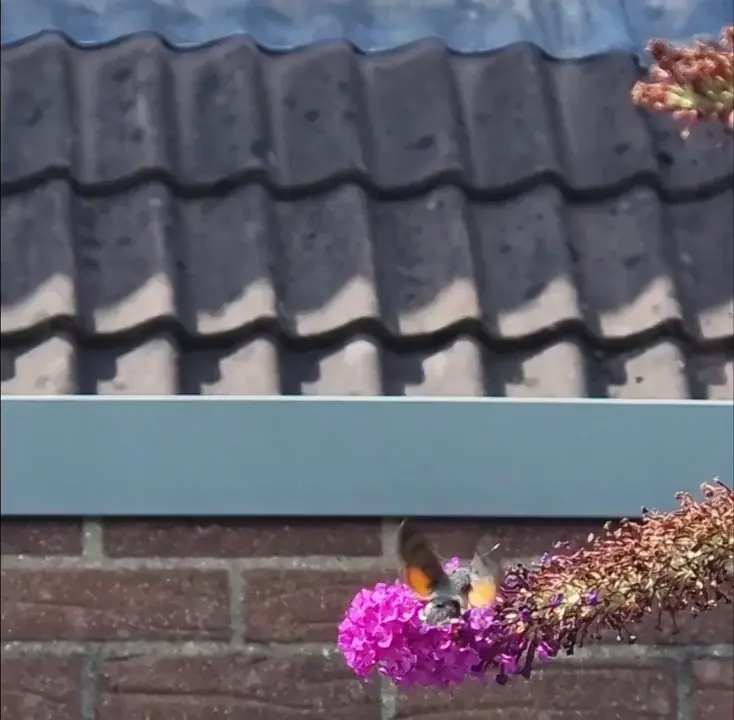 Hummingbird moth | Scrolller