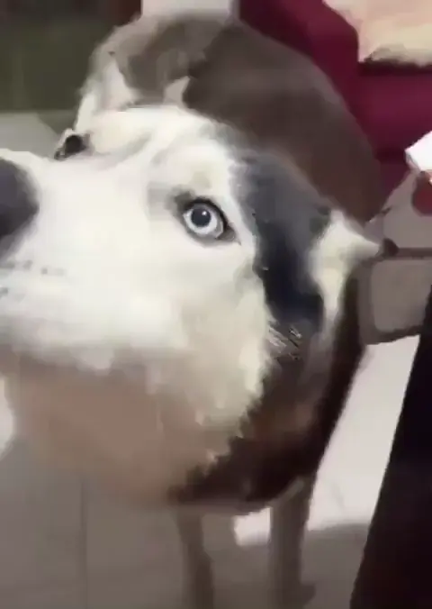 Husky with an Italian accent | Scrolller