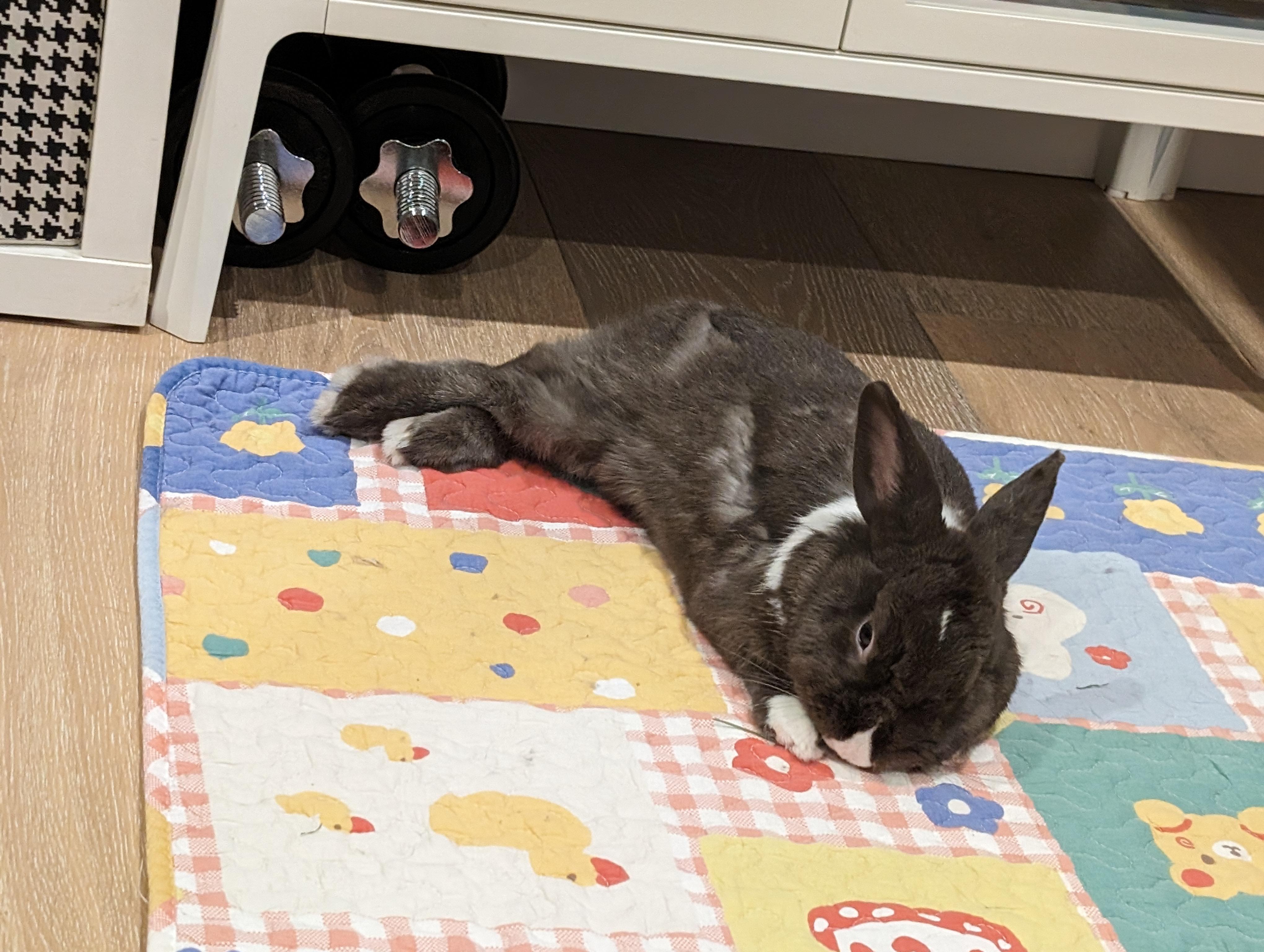 Peter and his various sleeping positions. | Scrolller