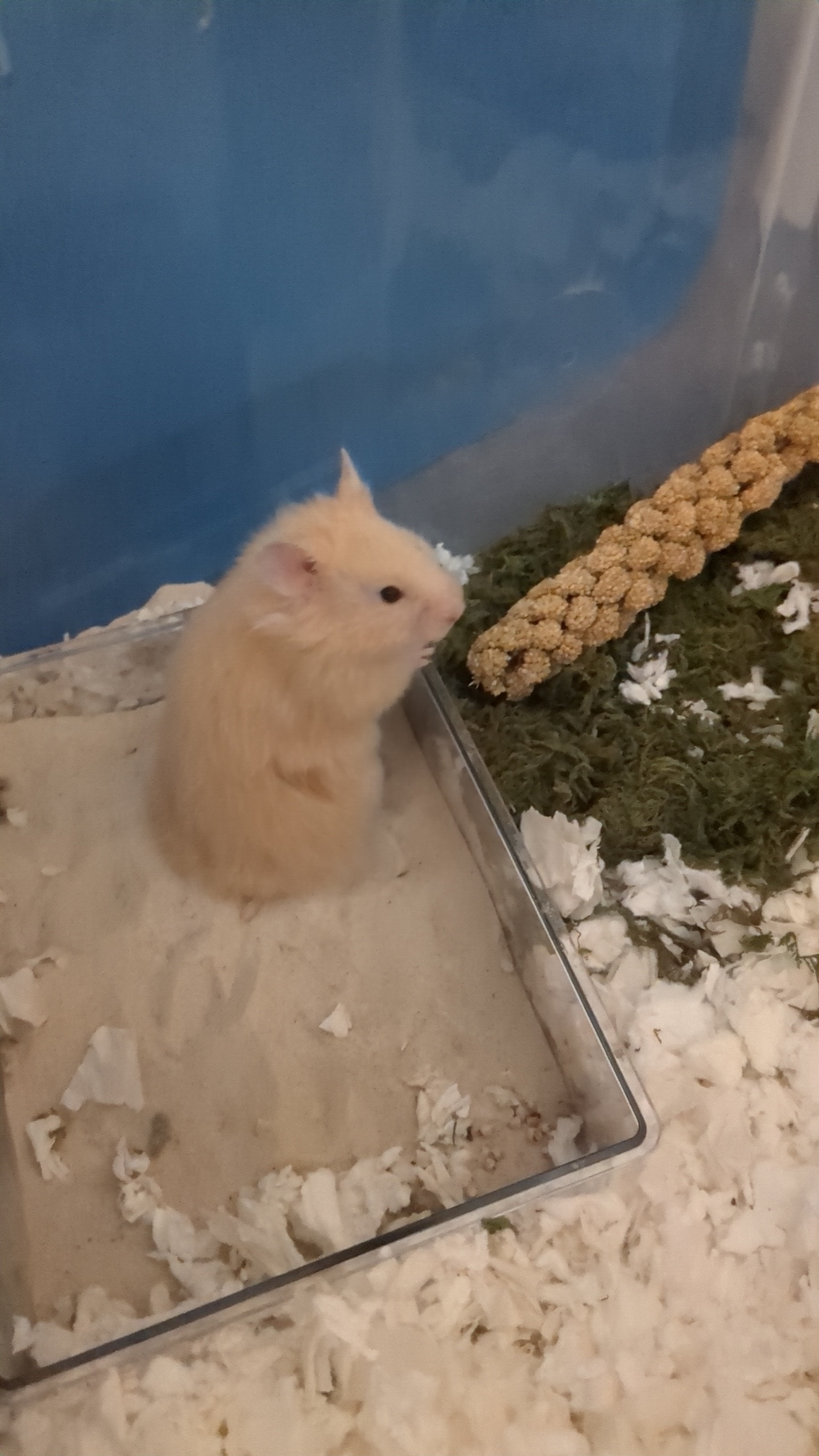 What's on the side of my hamster? | Scrolller