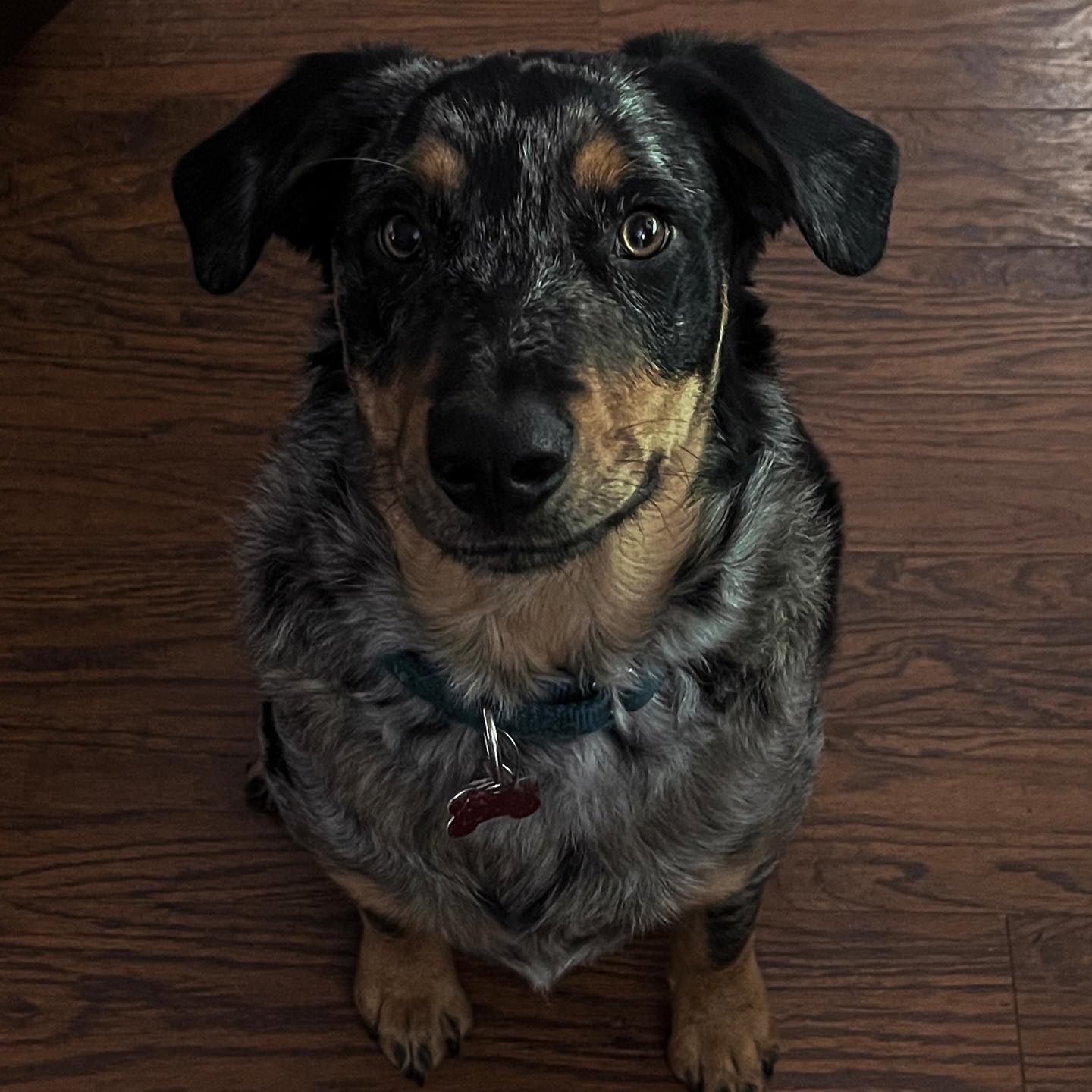 Thoughts on our rescue being a Rottweiler x Aussie mix? Rescue thought Blue Heeler x Aussie as a ...