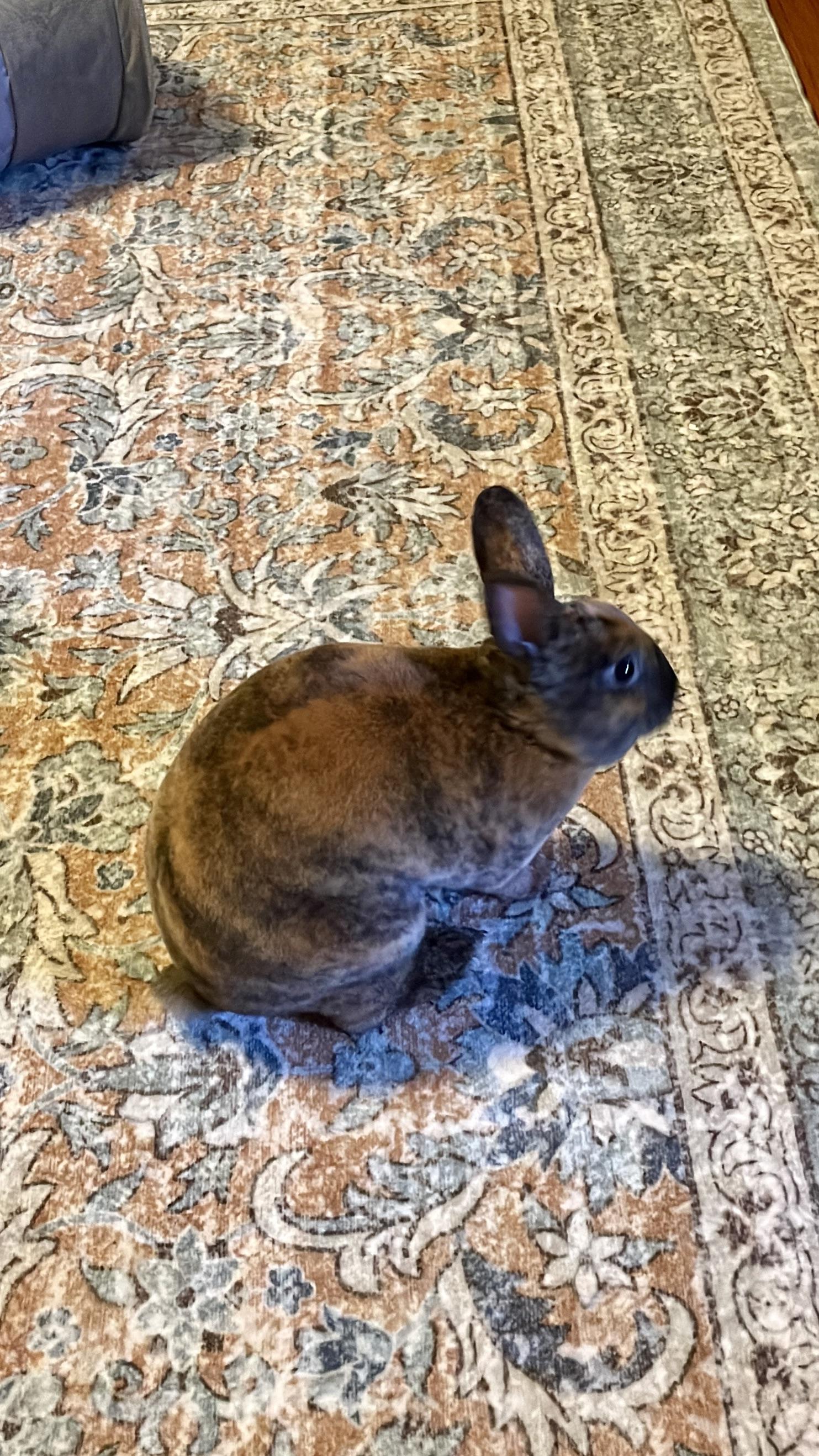 Me: ok who pooped all over the new sofa 🤨 finnie: | Scrolller