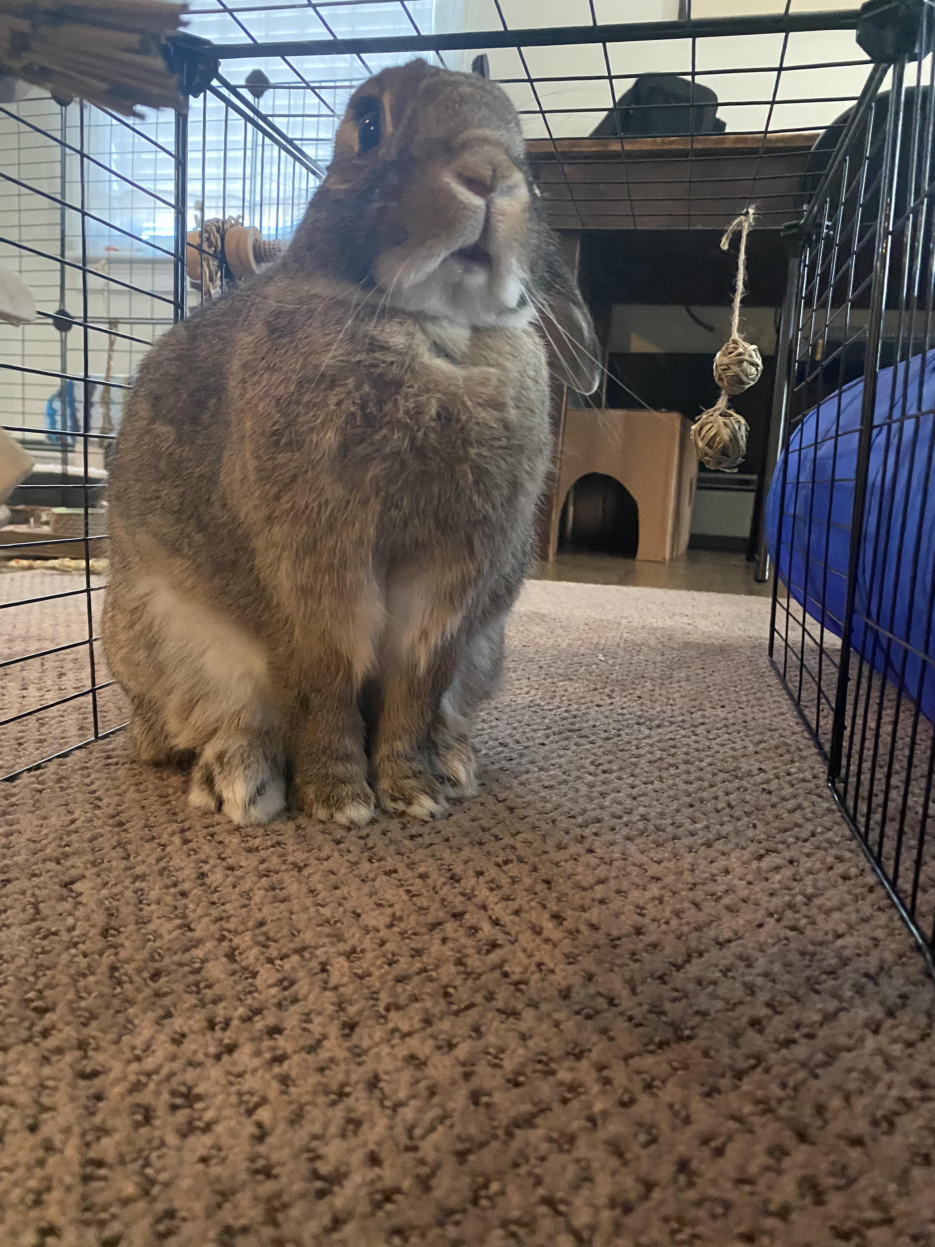 Baxter is constantly shocked that he doesn’t get treats all day, every day. | Scrolller
