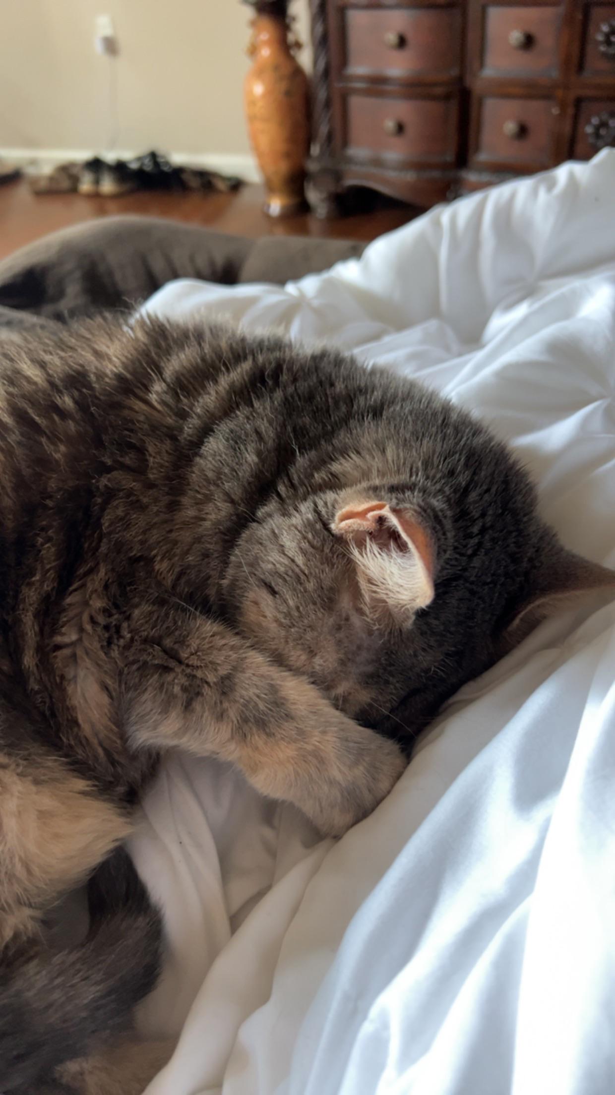 Kitty Scrolller