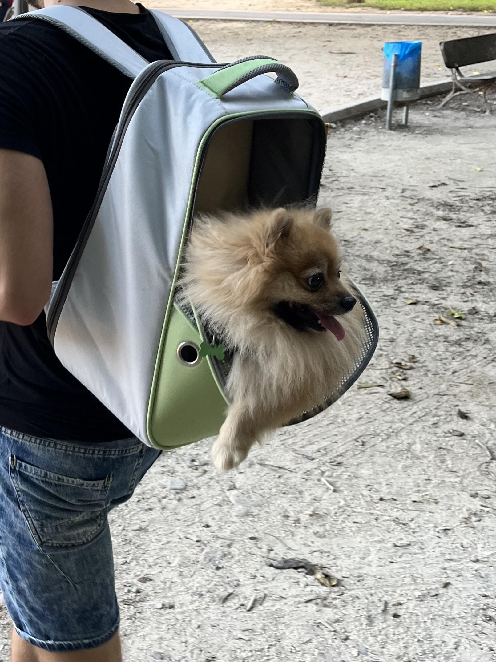 Carry me, human!! | Scrolller