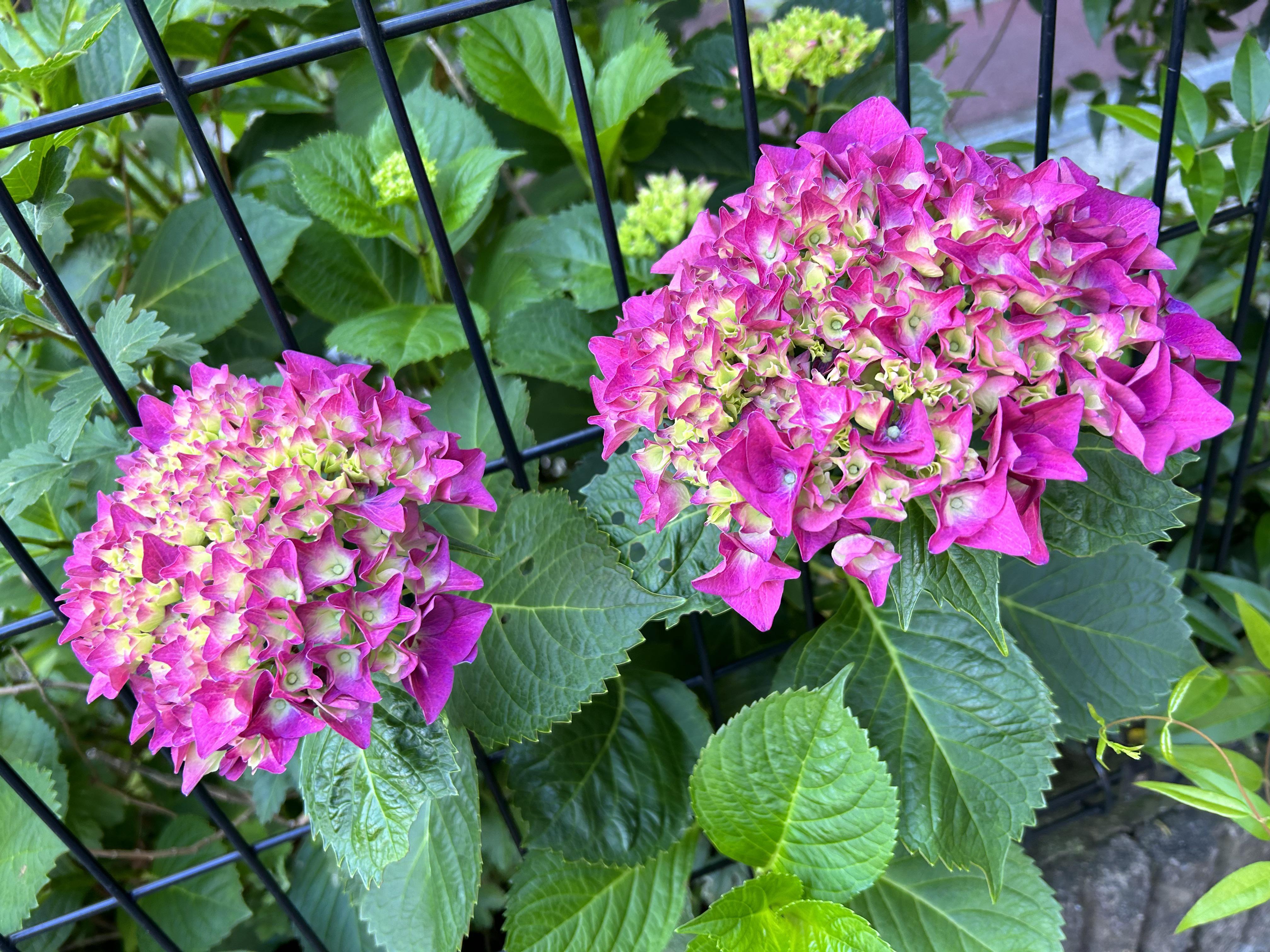 Hydrangea on the fence | Scrolller
