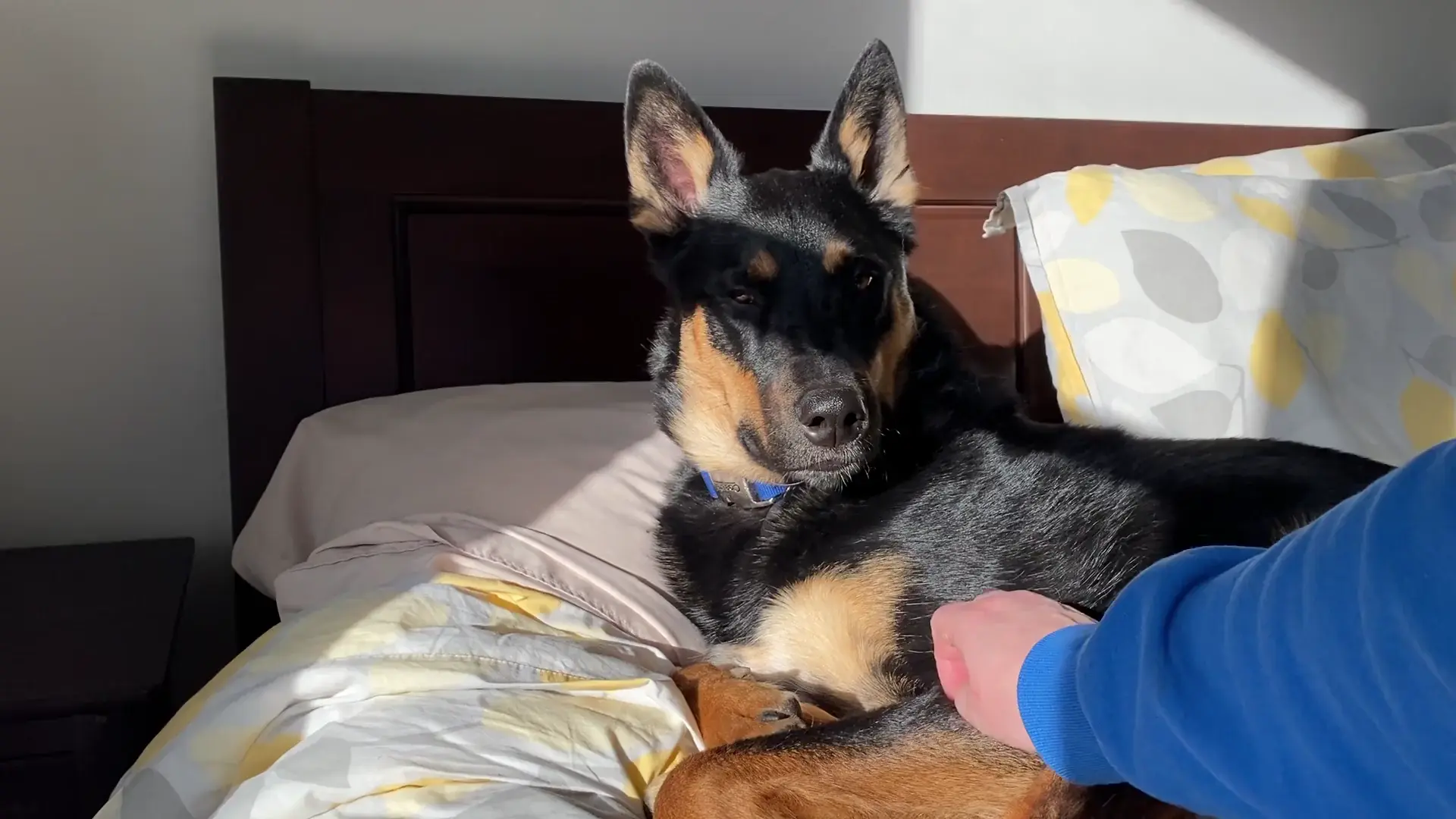 I discovered our boy LOVES having his arms scratched. | Scrolller