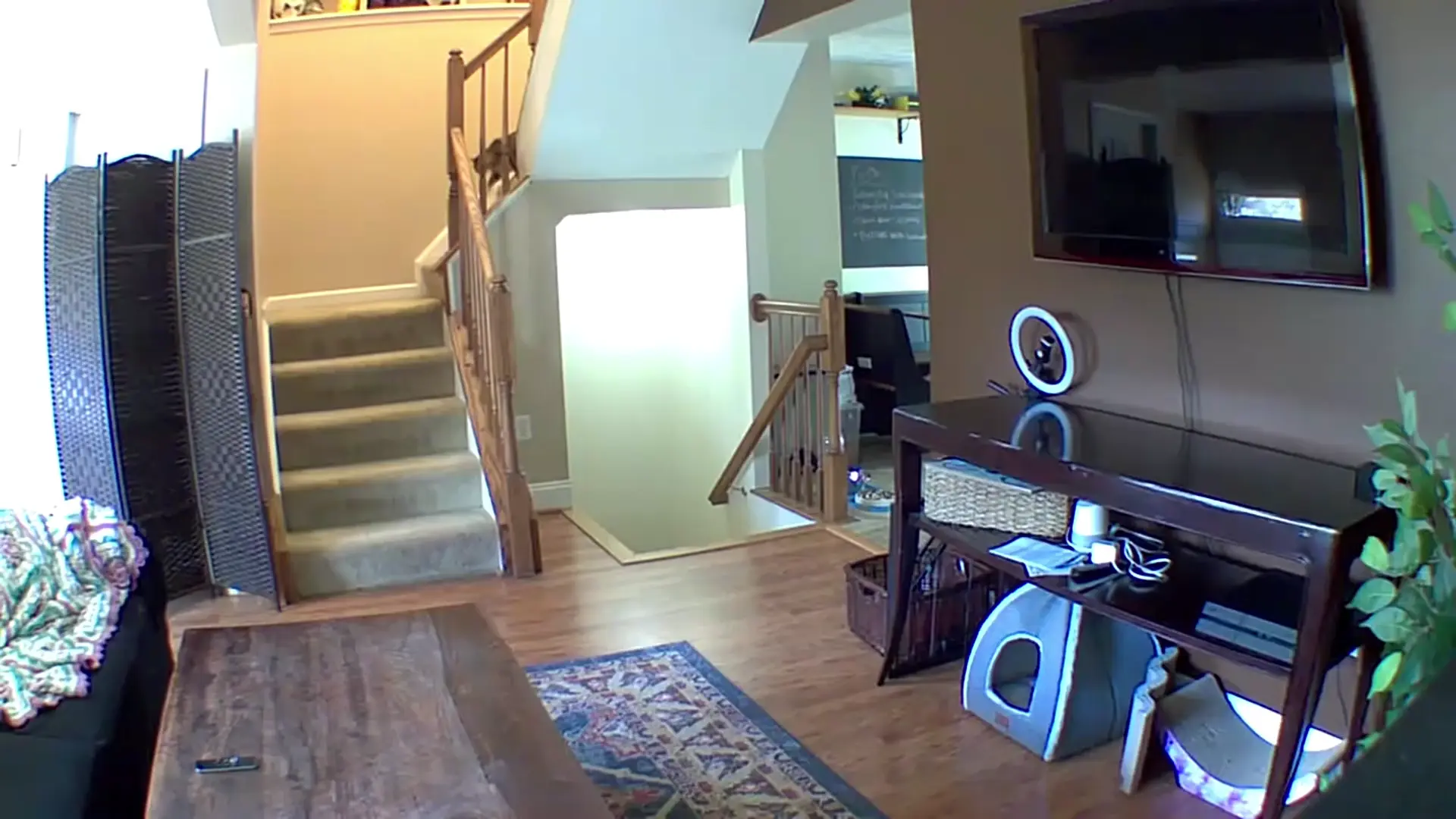 Discover more like Catscarryingstuffies: I finally caught the entire sock process from start to ...