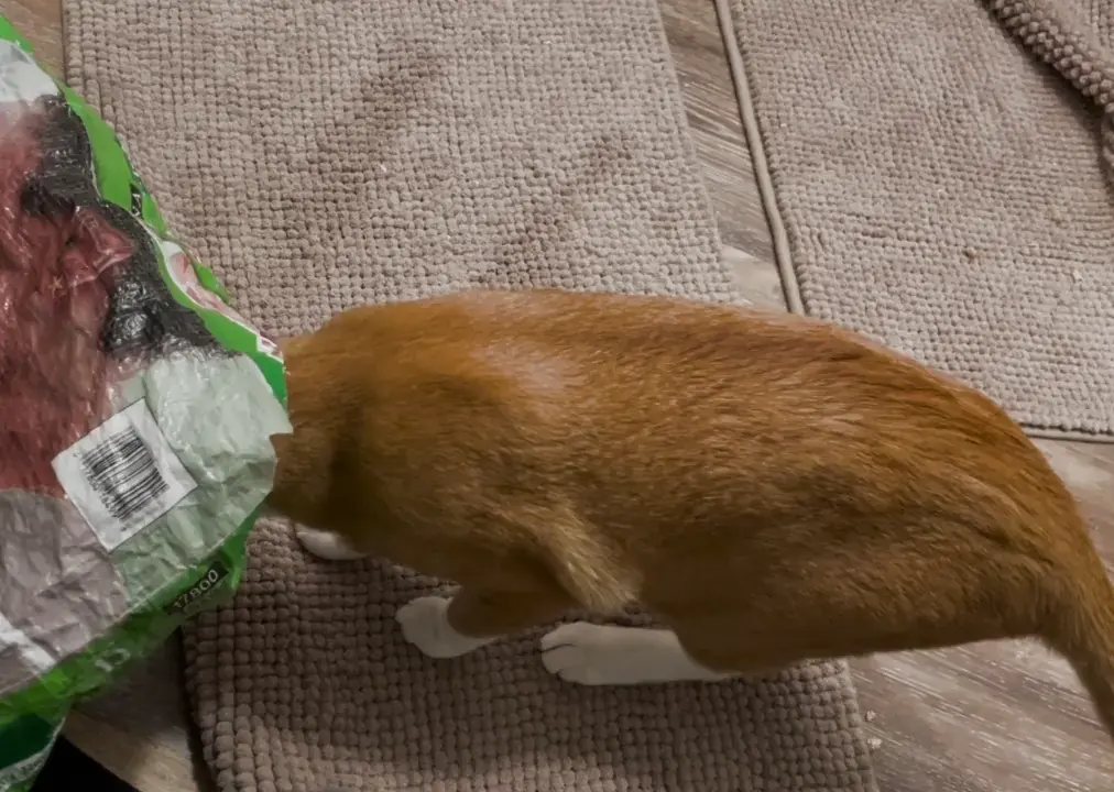 I guess the cats out of the bag | Scrolller