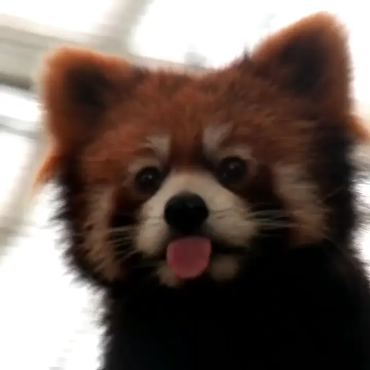 I HAVE A TONGUE TOO SEE!!!!! - "PANDA" | Scrolller