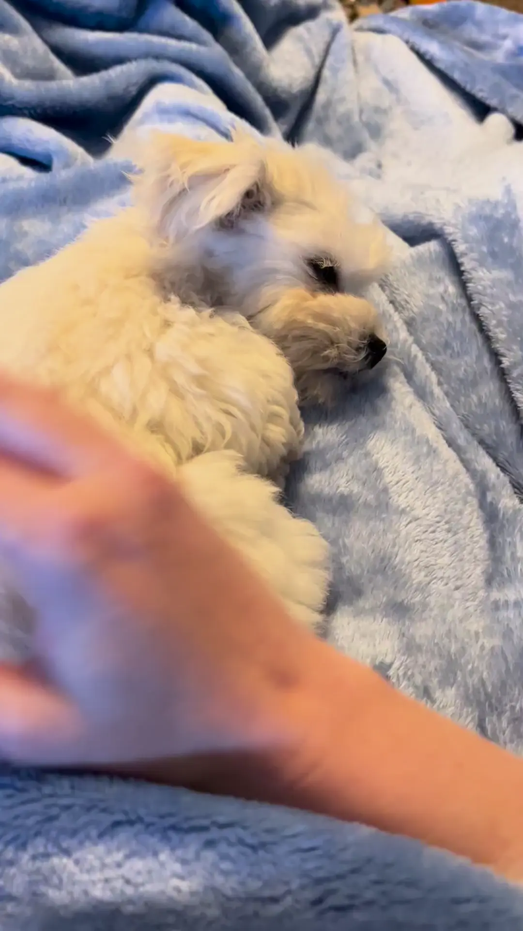 Ill Just Leave This Cuteness Right Here Scrolller