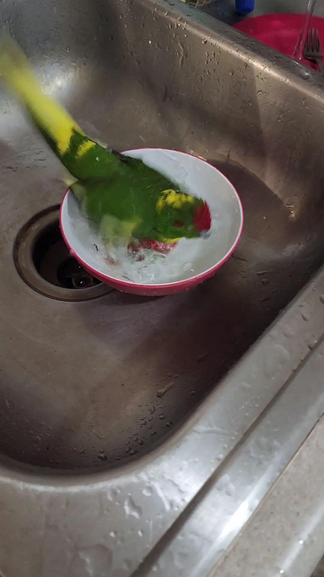 I love how he pauses his baths with a power stance to check for predators. | Scrolller
