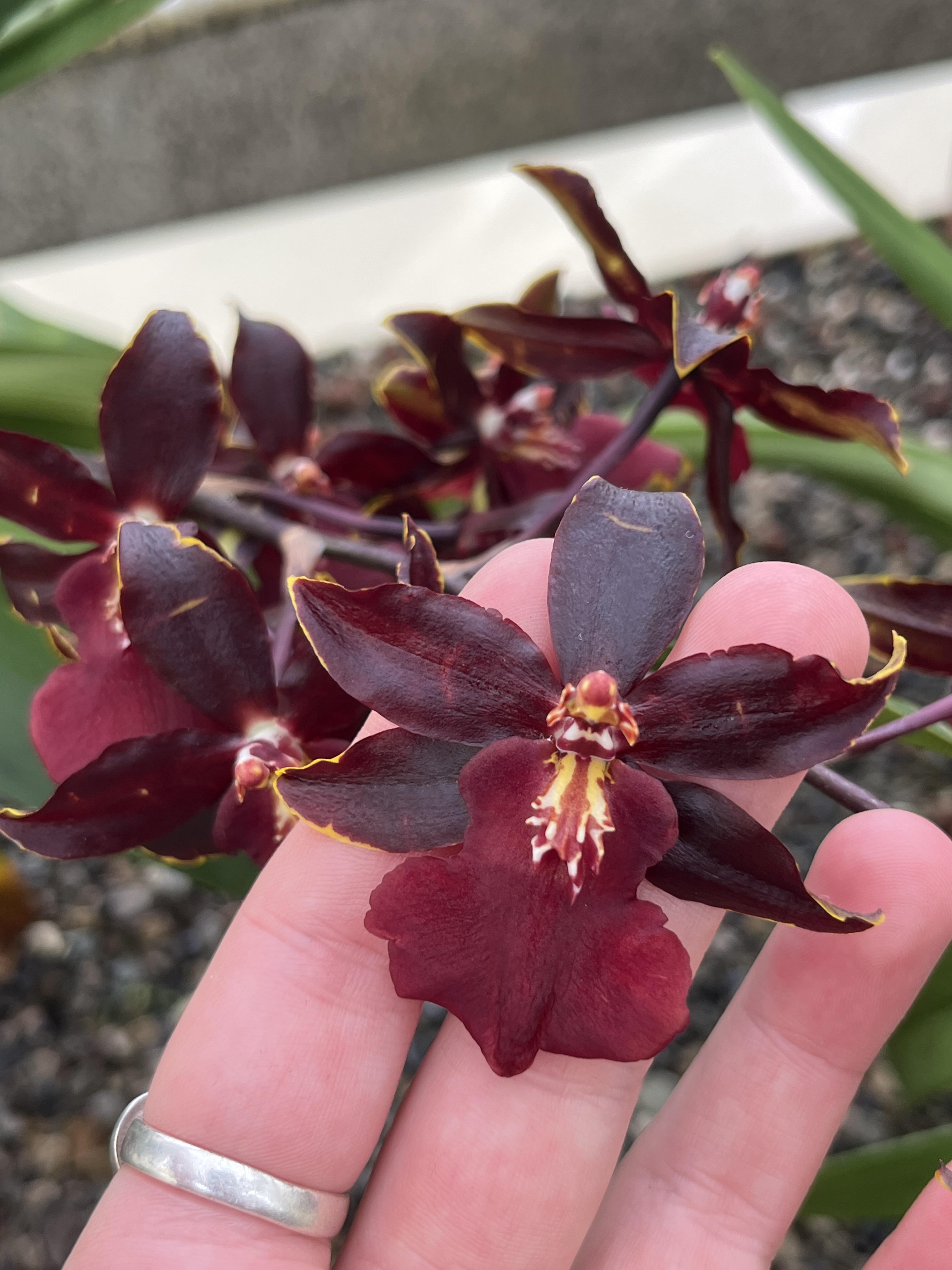 I need I’ll Swallow You to be pumped through my veins 24/7 | Scrolller