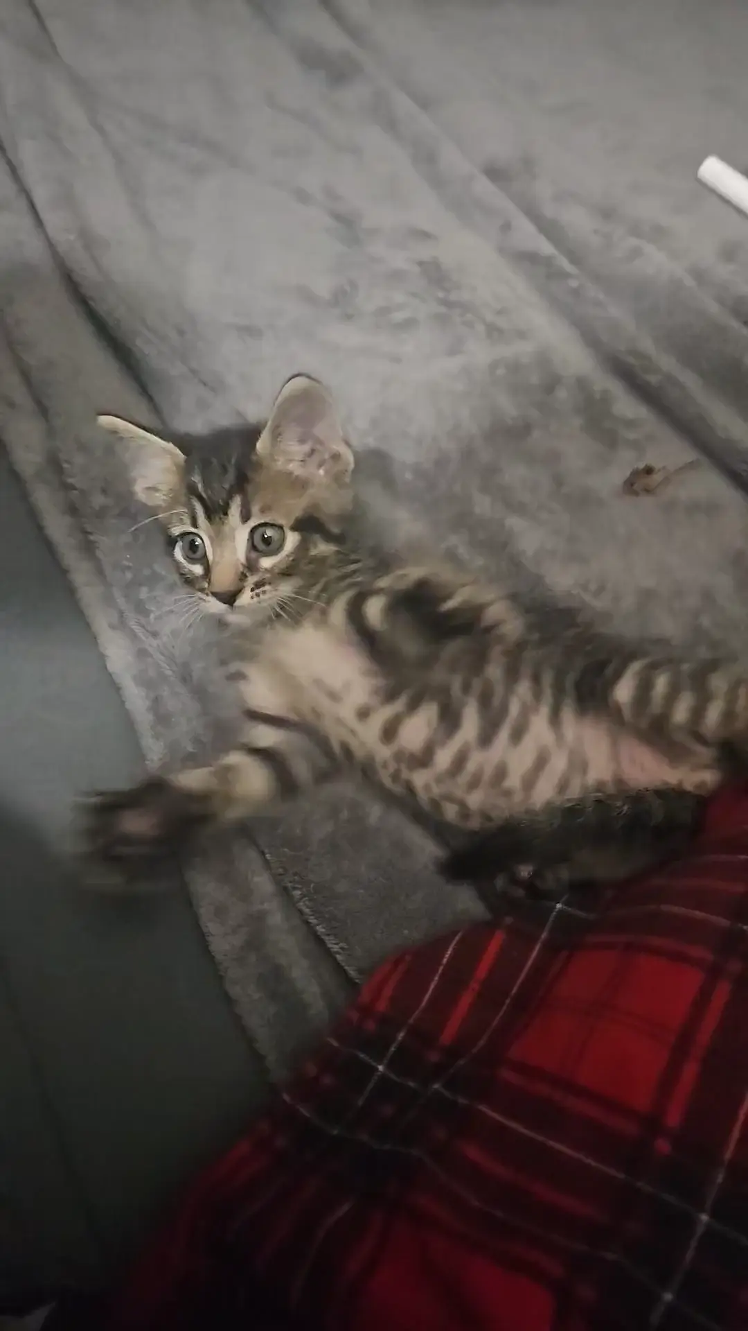 I posted here before with his first attempt at zoomies. How much has he improved? | Scrolller