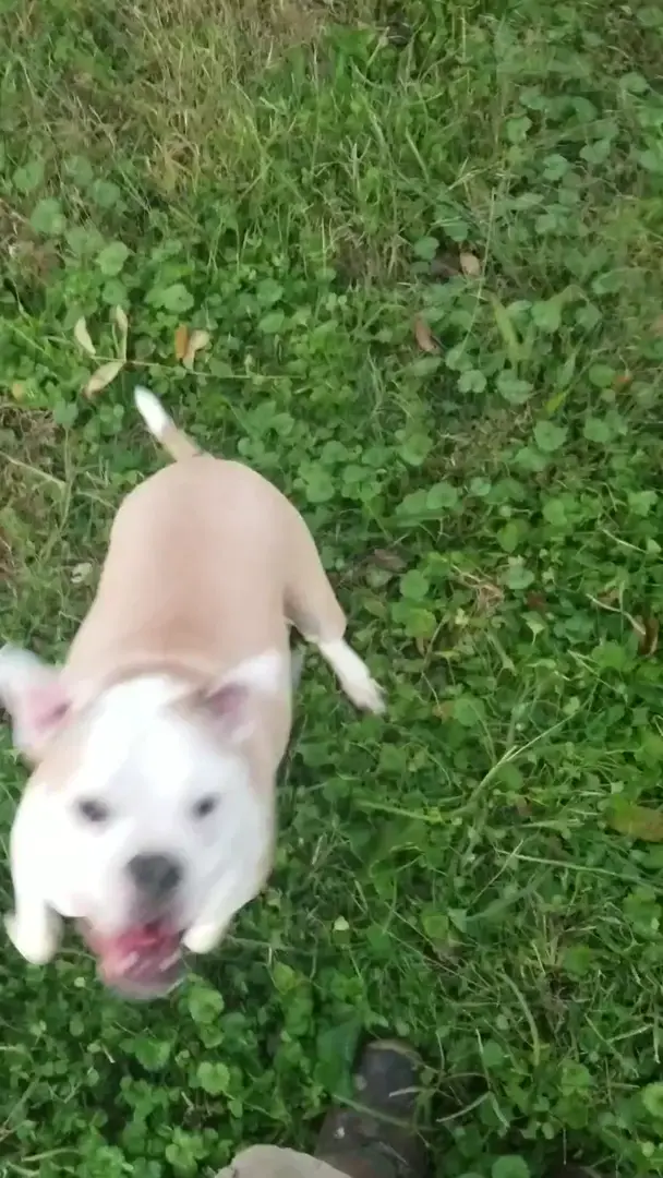 I swear this dog would run until she has a heart attack | Scrolller