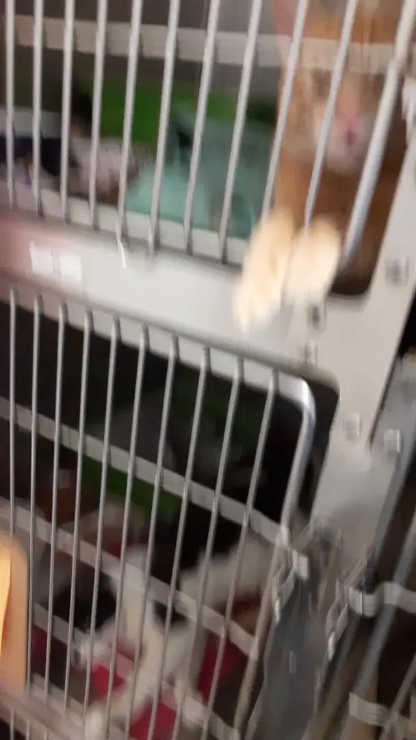 I think this reaches the bare minimum criteria for cat taps | Scrolller