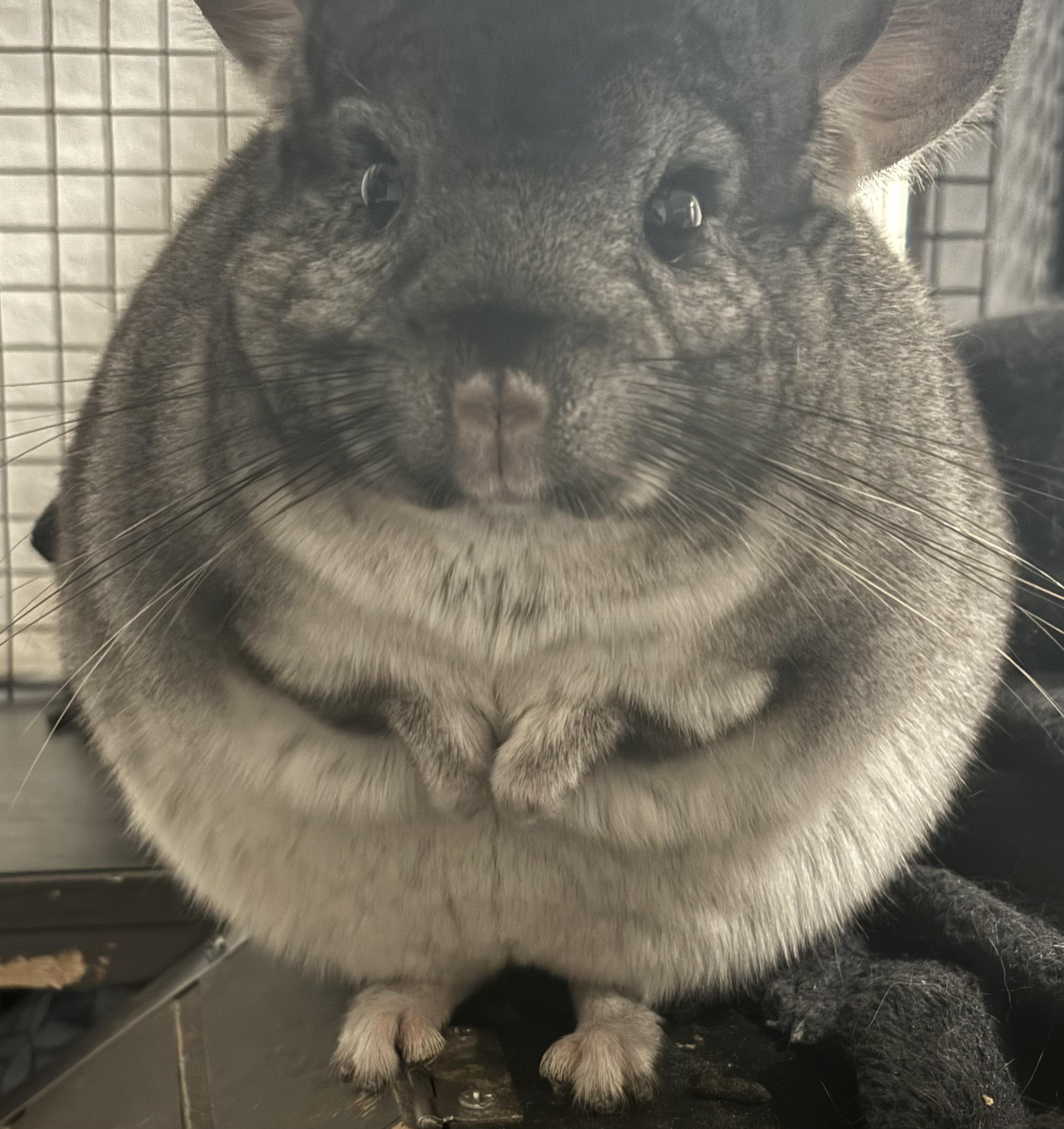 i walked past my chins cage and he was looking at me like this. I AM NOT OKAY | Scrolller