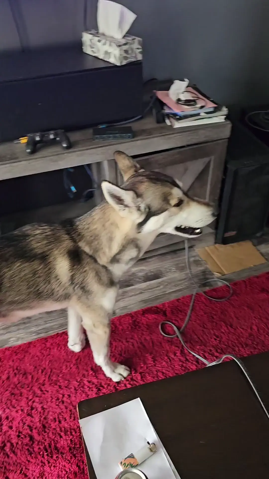 I was dogsitting my BIL's huskies and discovered my new karaoke partner 😂 | Scrolller
