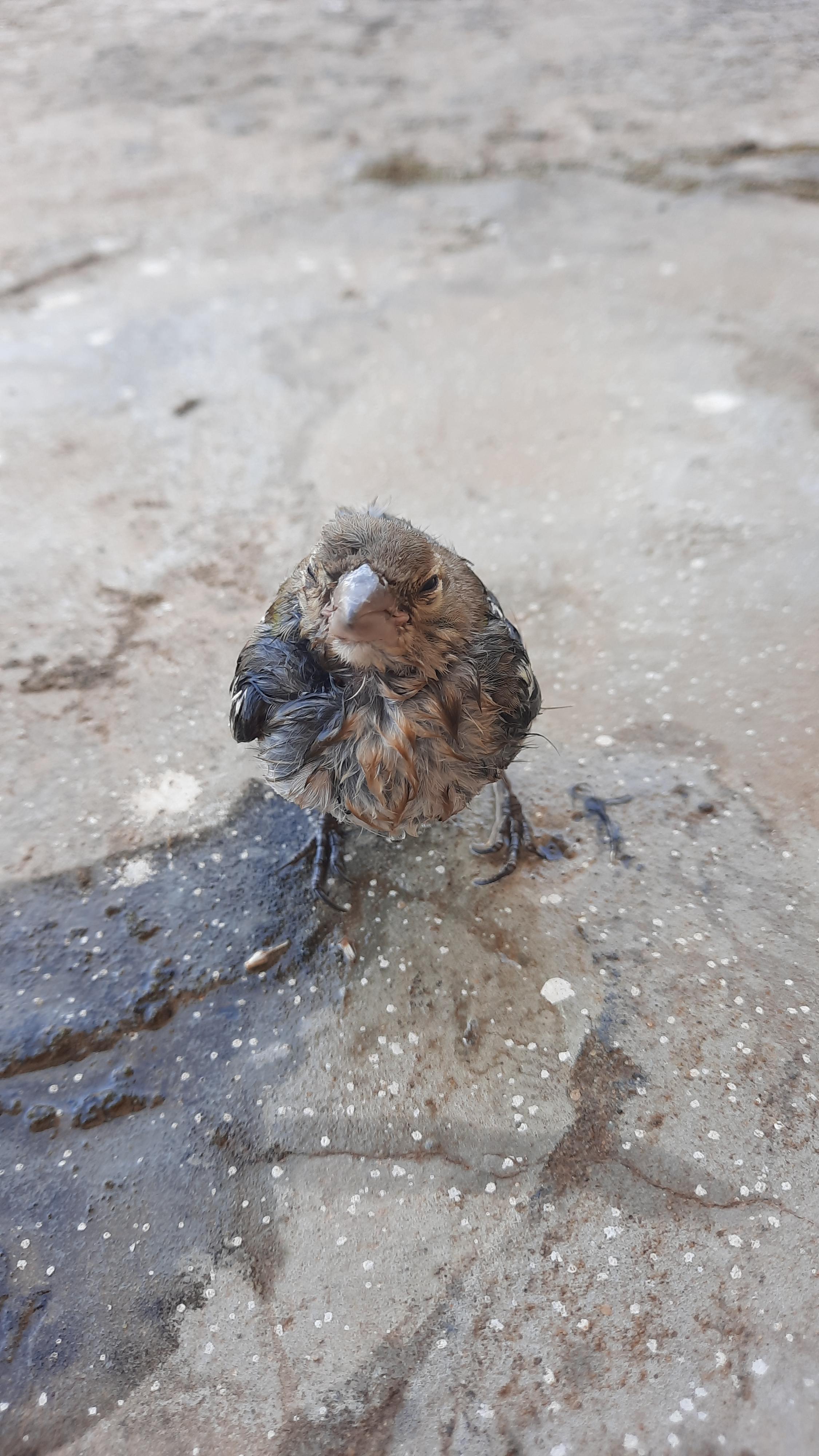 What's this birb called ? | Scrolller