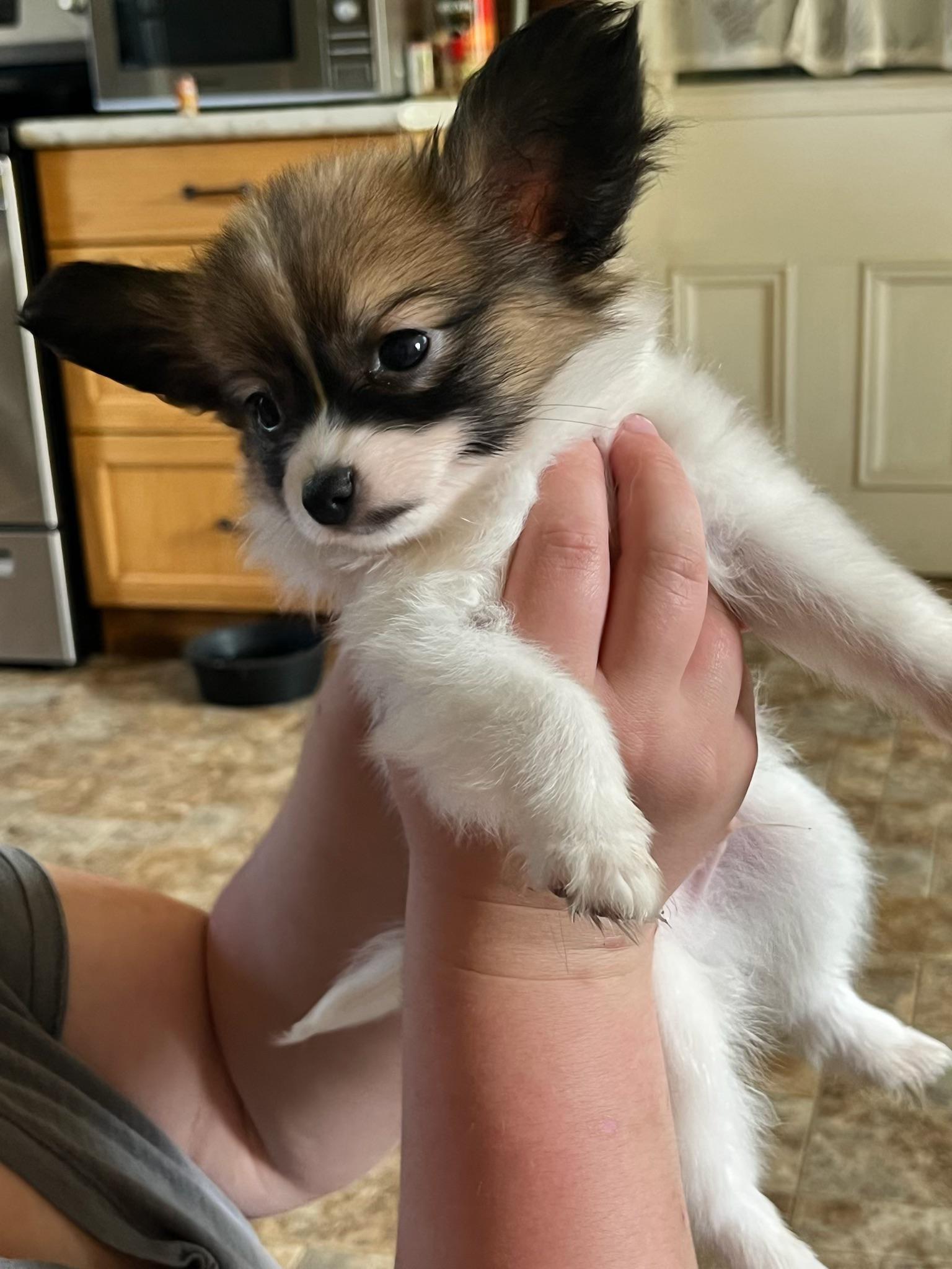 Meet Atlas | Scrolller