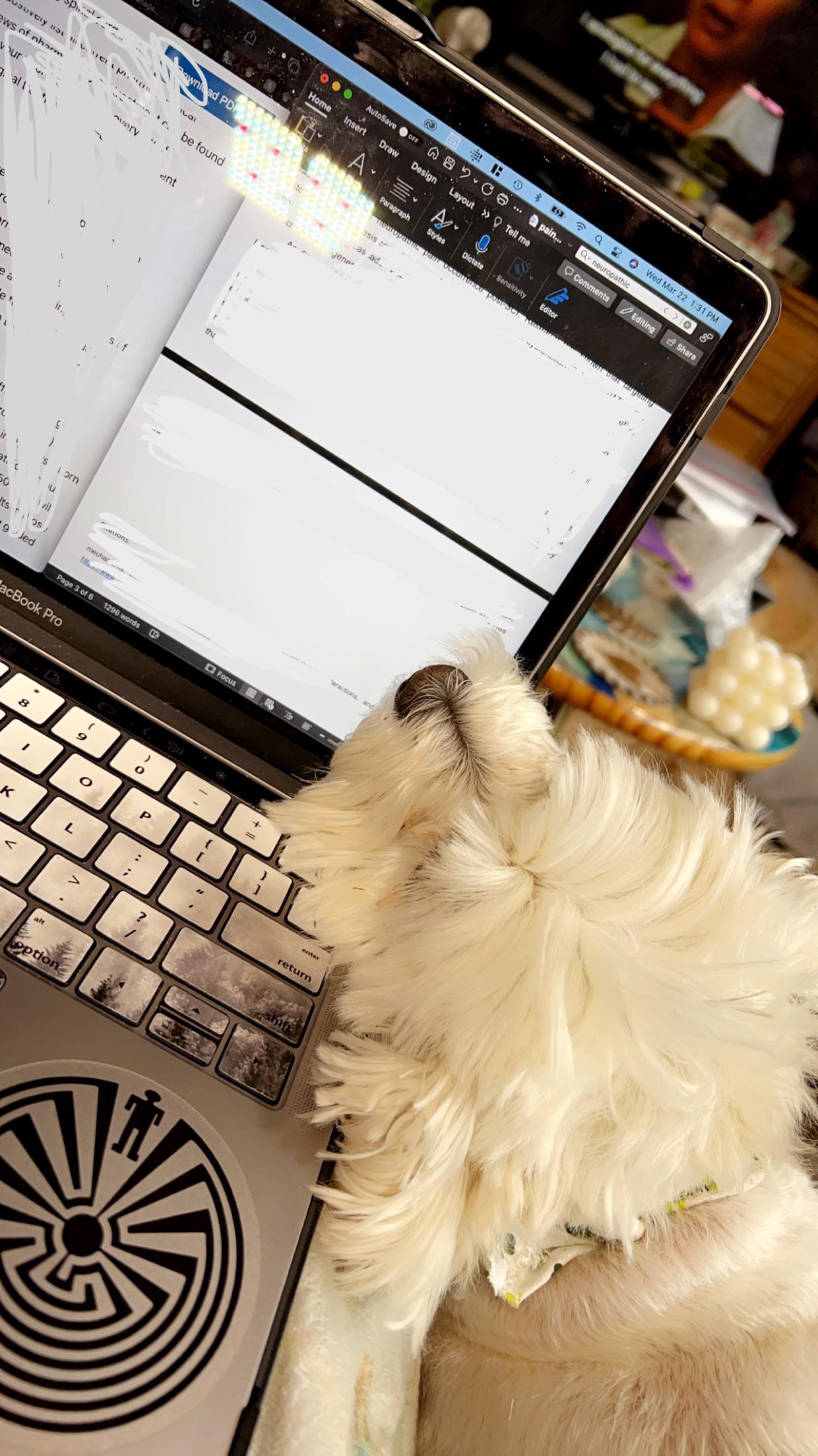 Best work assistant ever! 🥰 (OC) | Scrolller