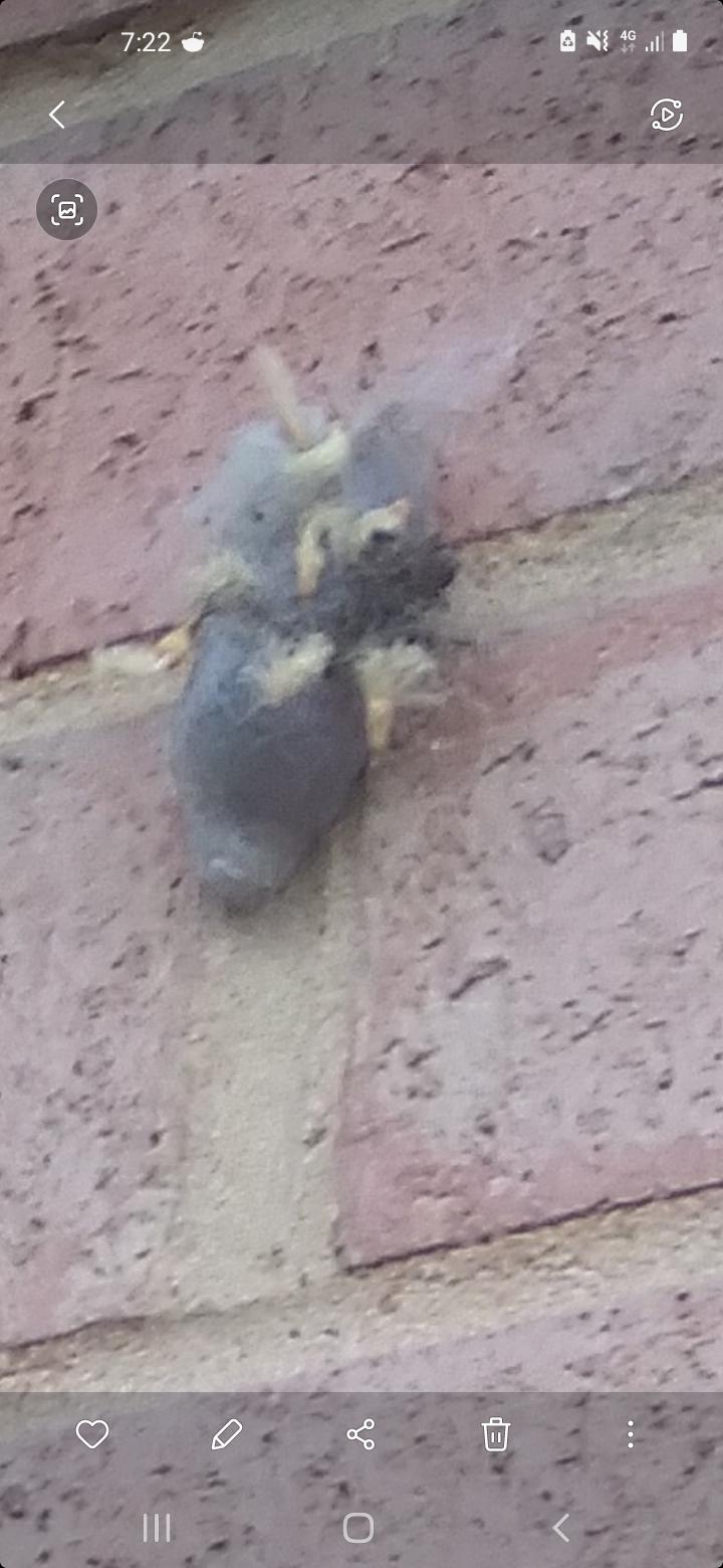 What is this it's terrifying me. | Scrolller