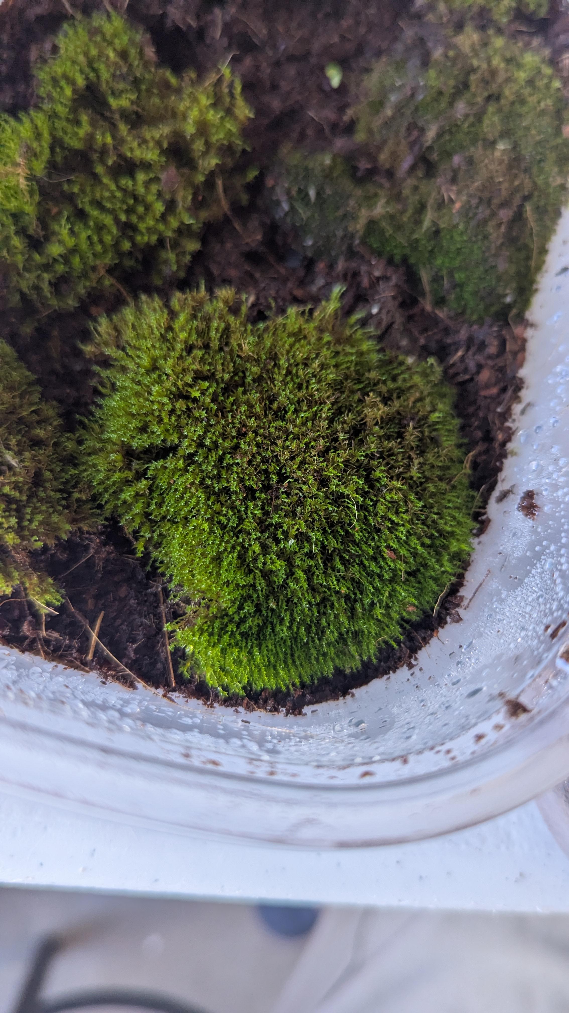 Help identifying | Scrolller