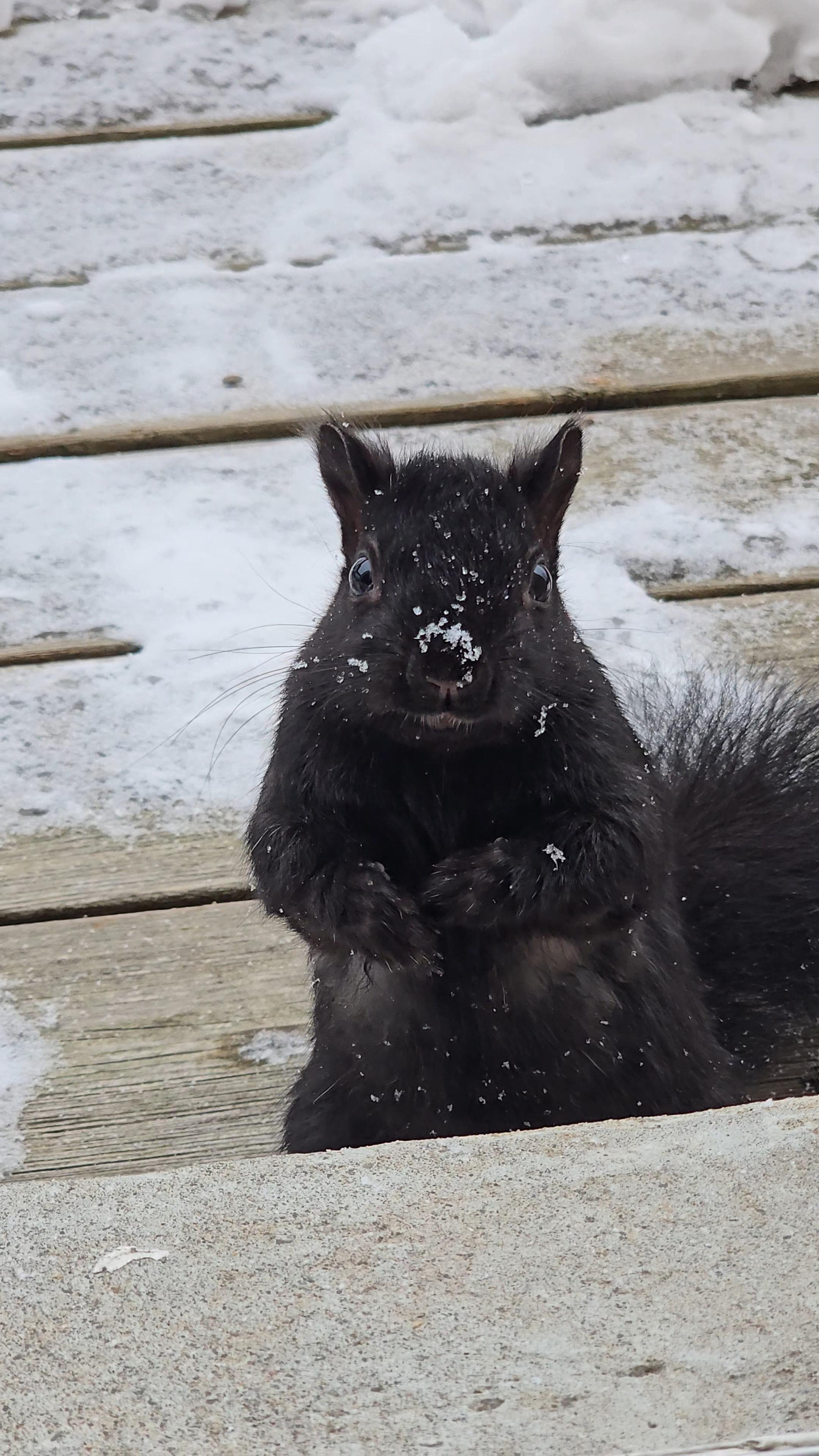 Loading up on walnuts before the blizzard. | Scrolller