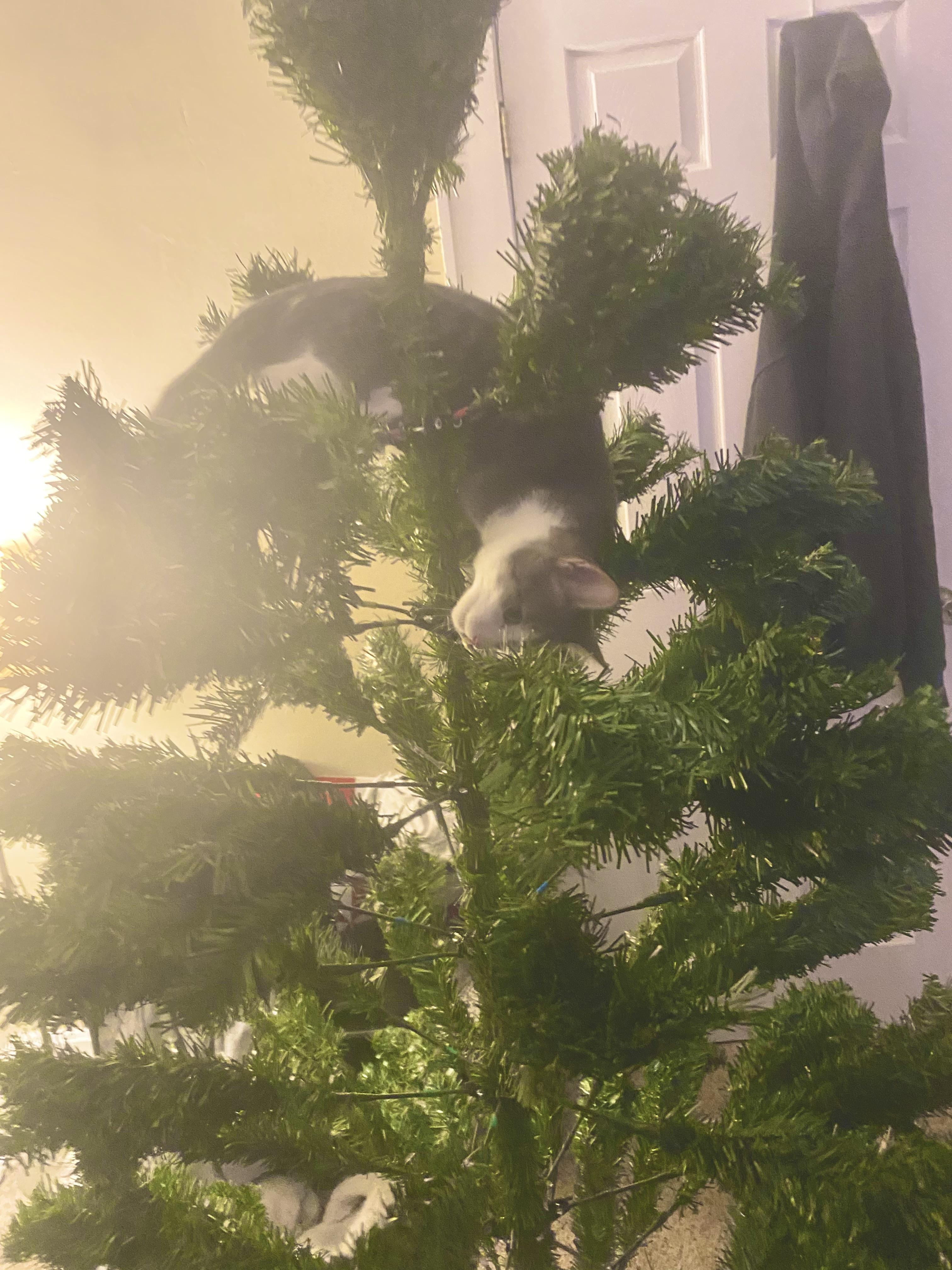 Tree trapping season has officially begun! 🎄🐈‍⬛🎄😼 | Scrolller