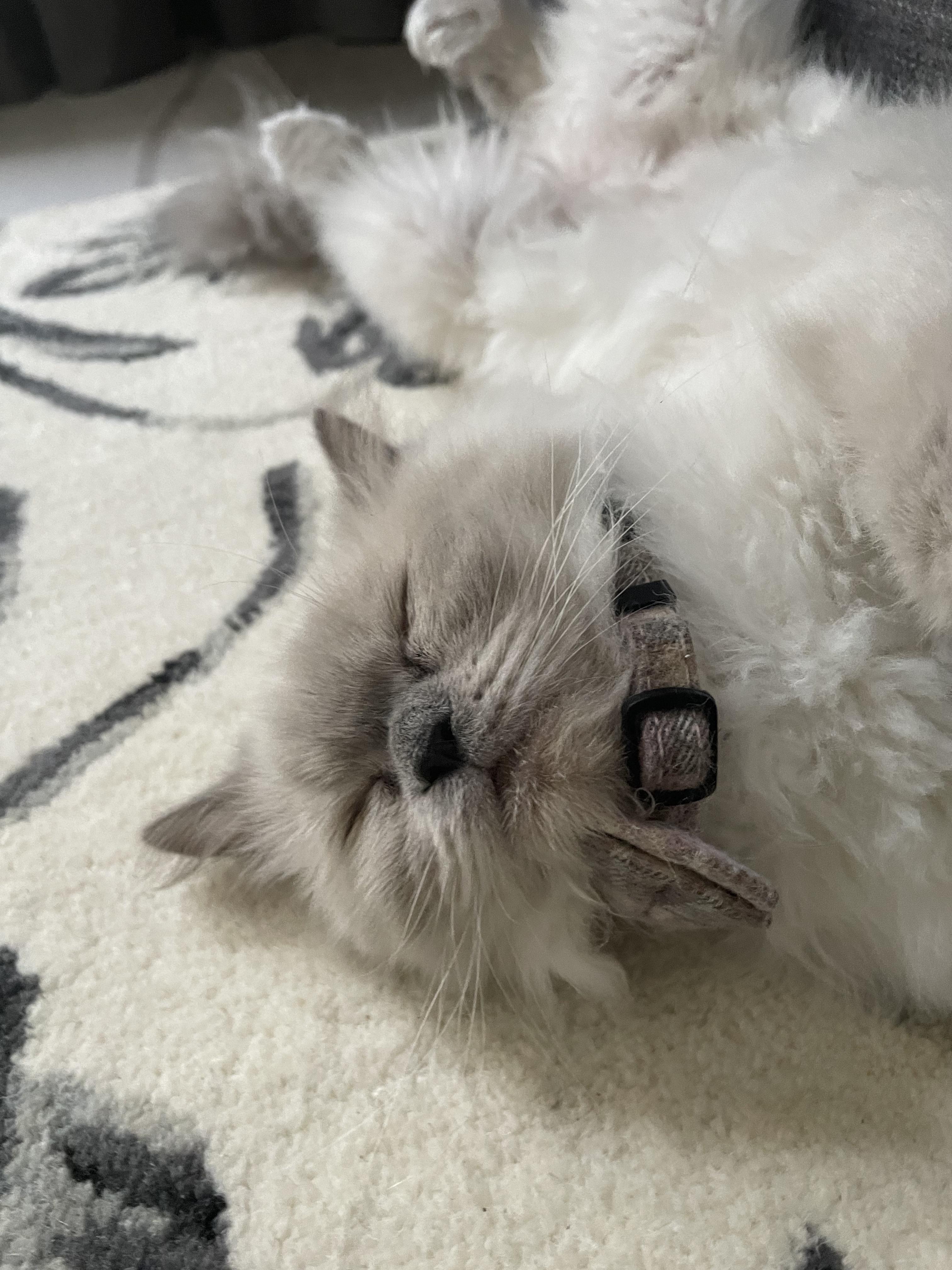 Sleeping Floof | Scrolller